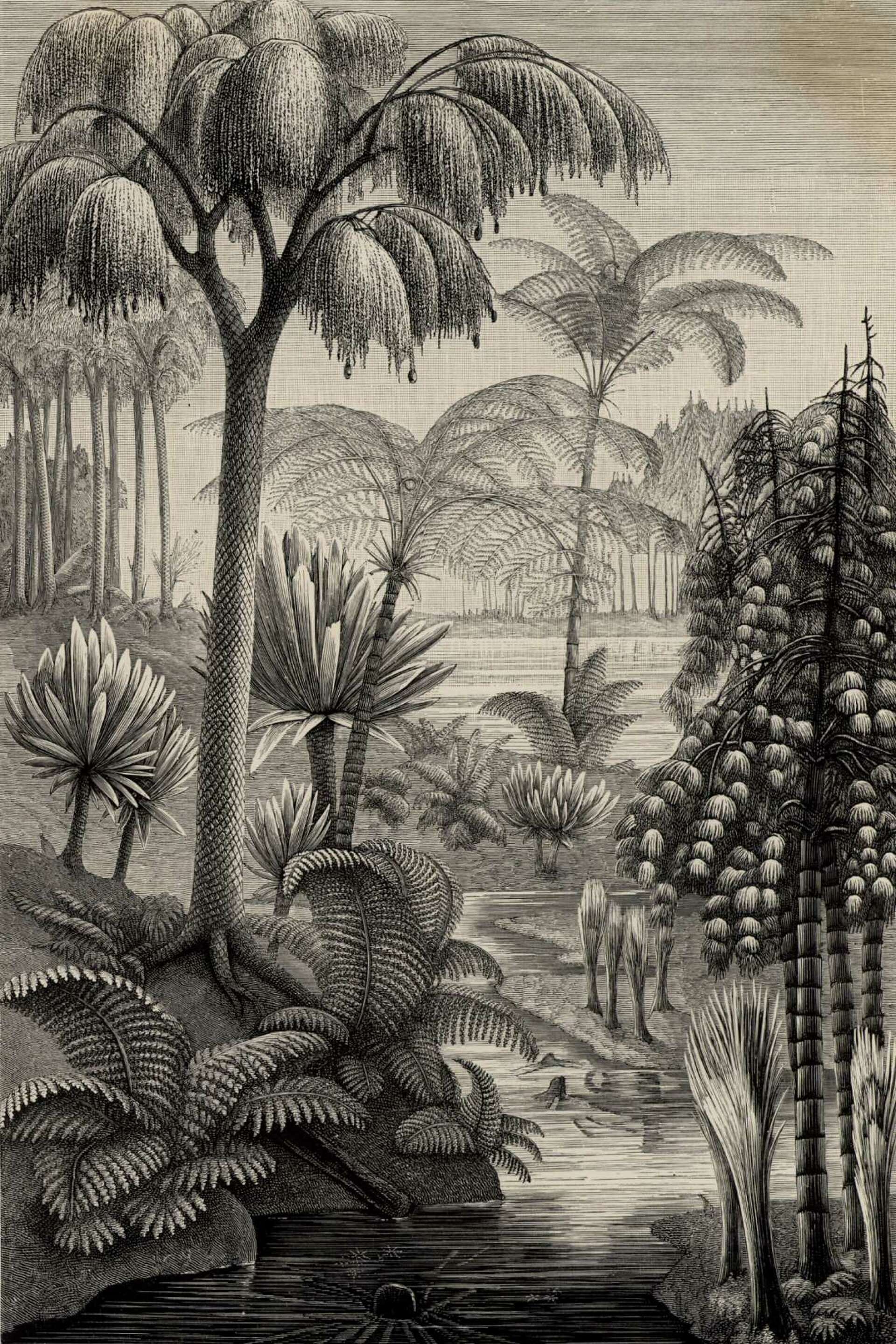 How to Kill King Sago Roots