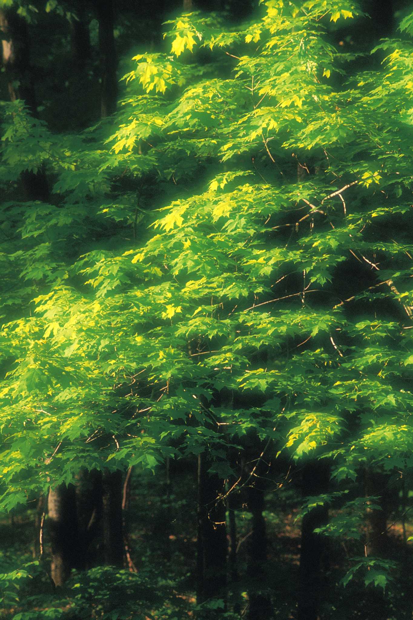 How to Kill Maple Sprouts