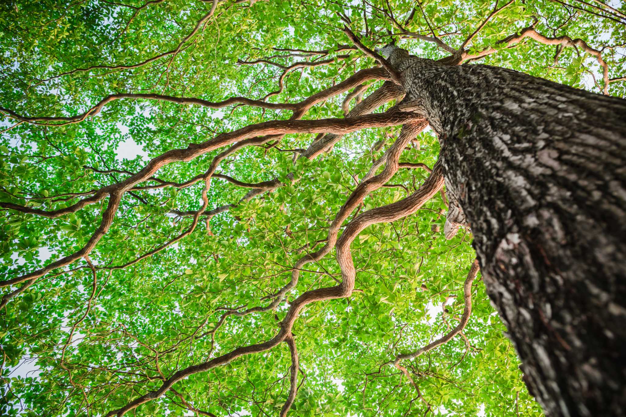 How To Kill A Mature Tree