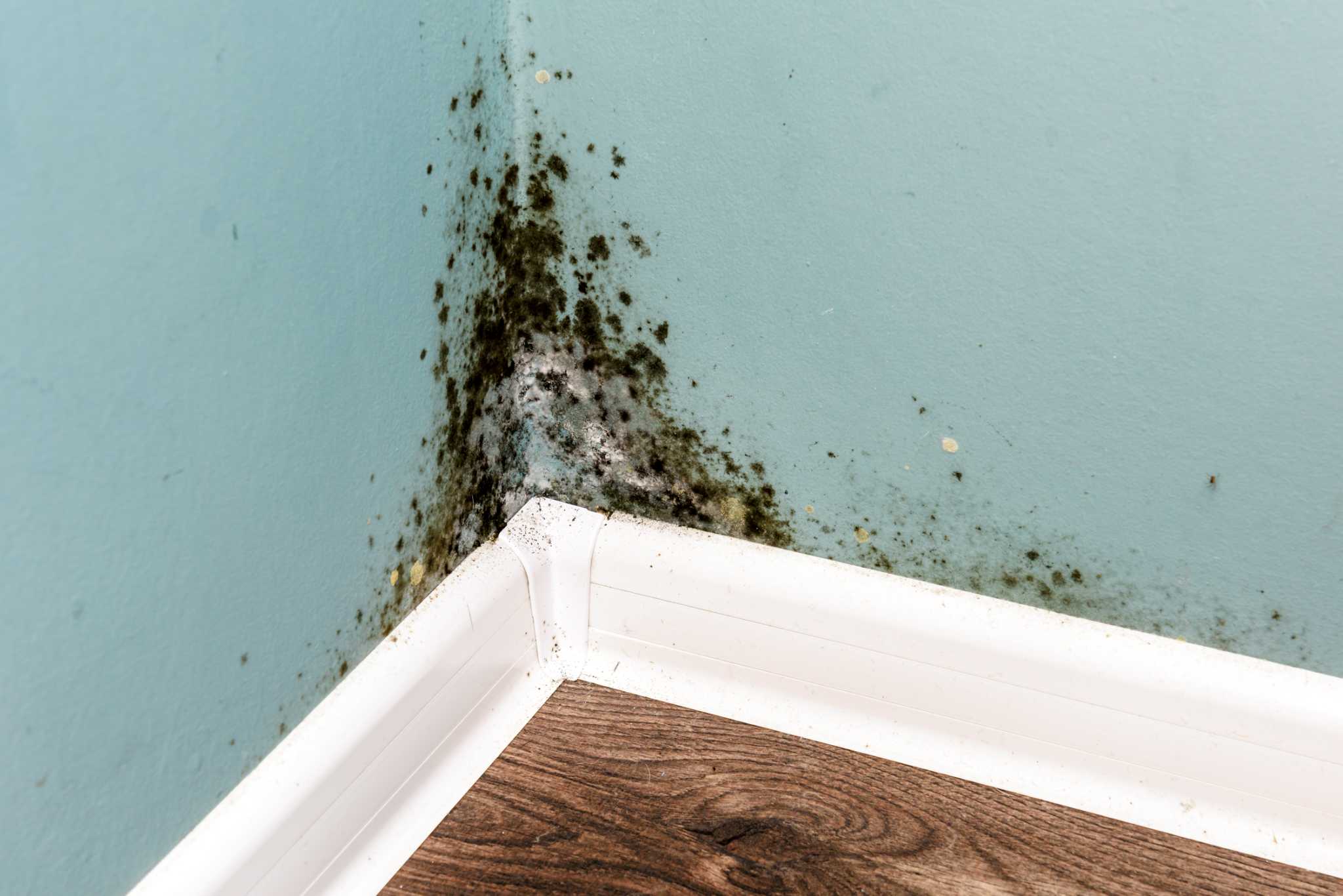 How to Kill Mold & Mildew in the Fridge