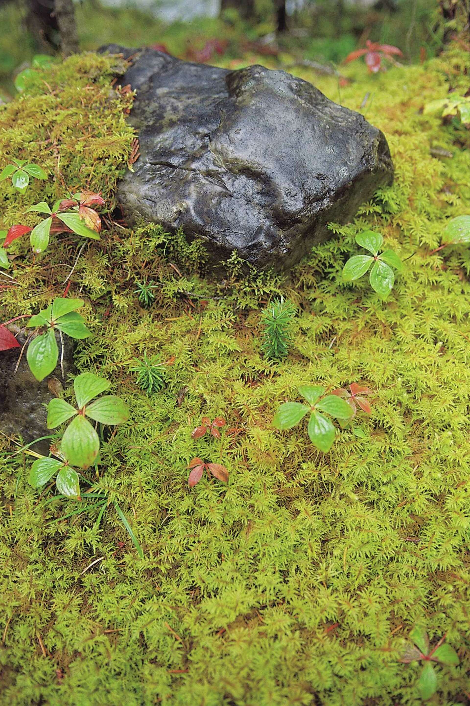 How to Kill Moss With Sulfate of Ammonia