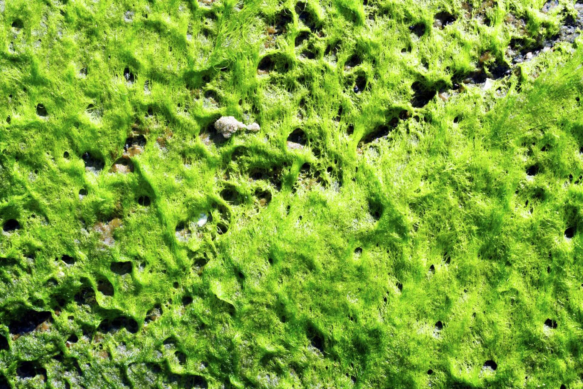 How to Kill Moss With Zinc