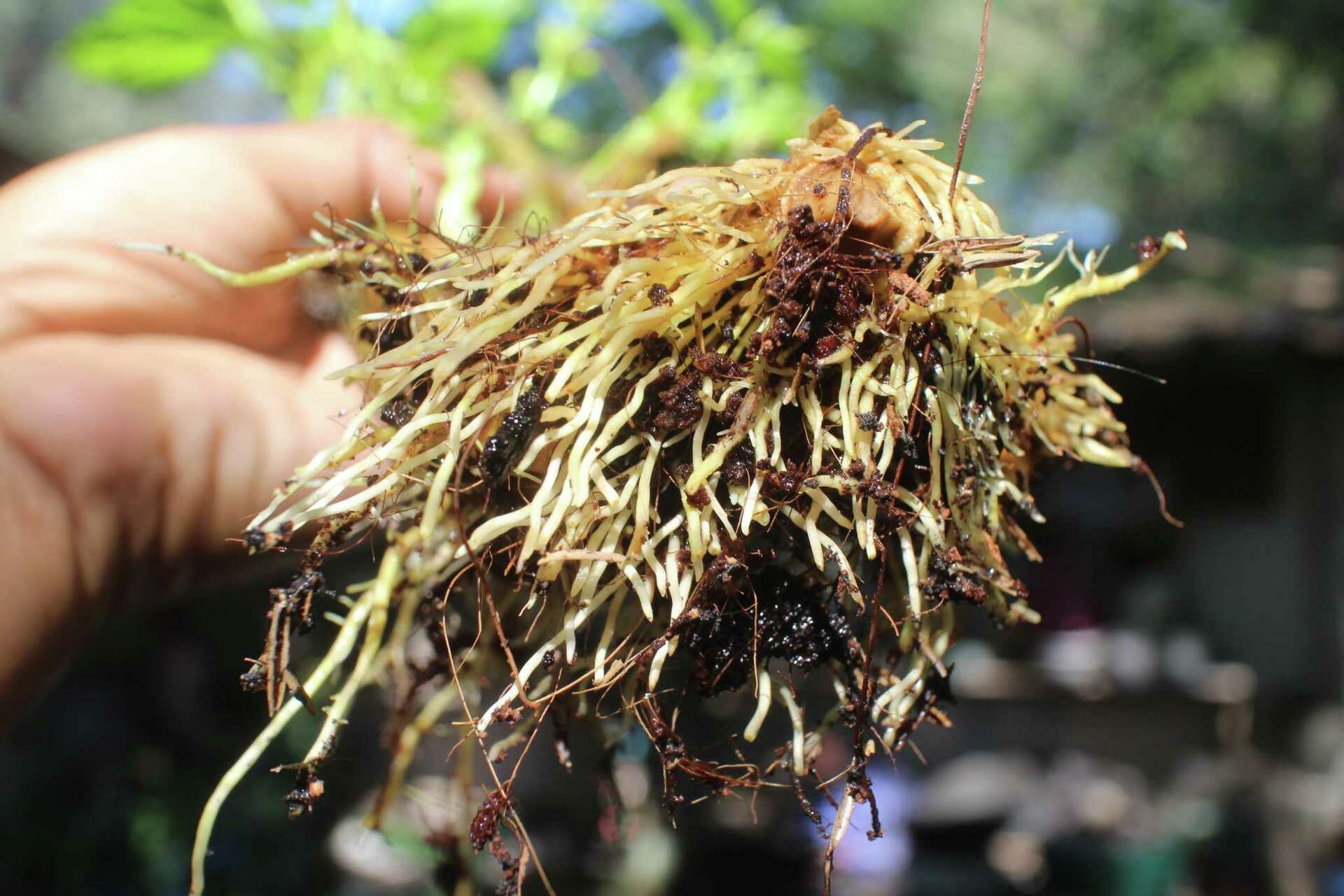 How to Kill Mulberry Roots