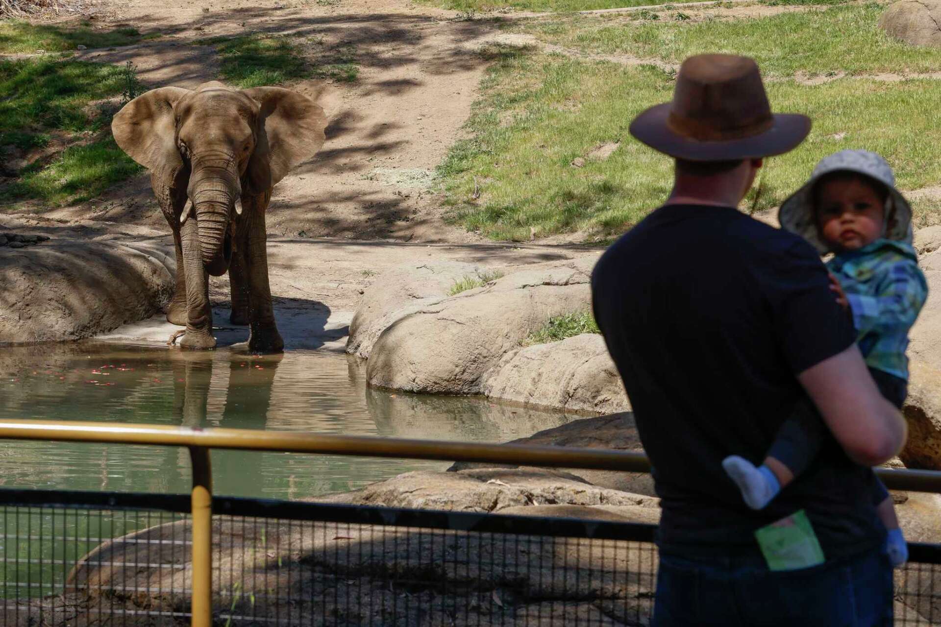 Oakland Zoo prepares to say goodbye to another elephant