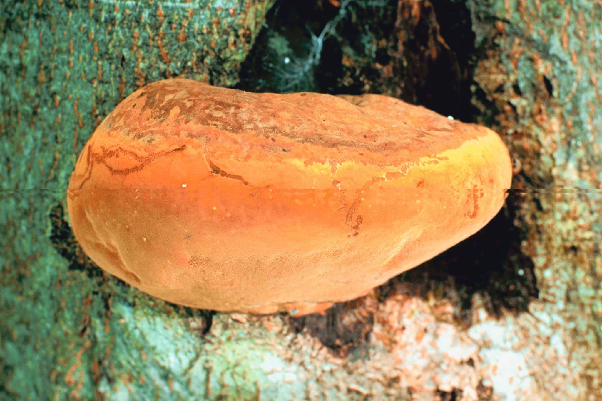 How to Kill Mushrooms on an Ill or Dead Tree in My Lawn