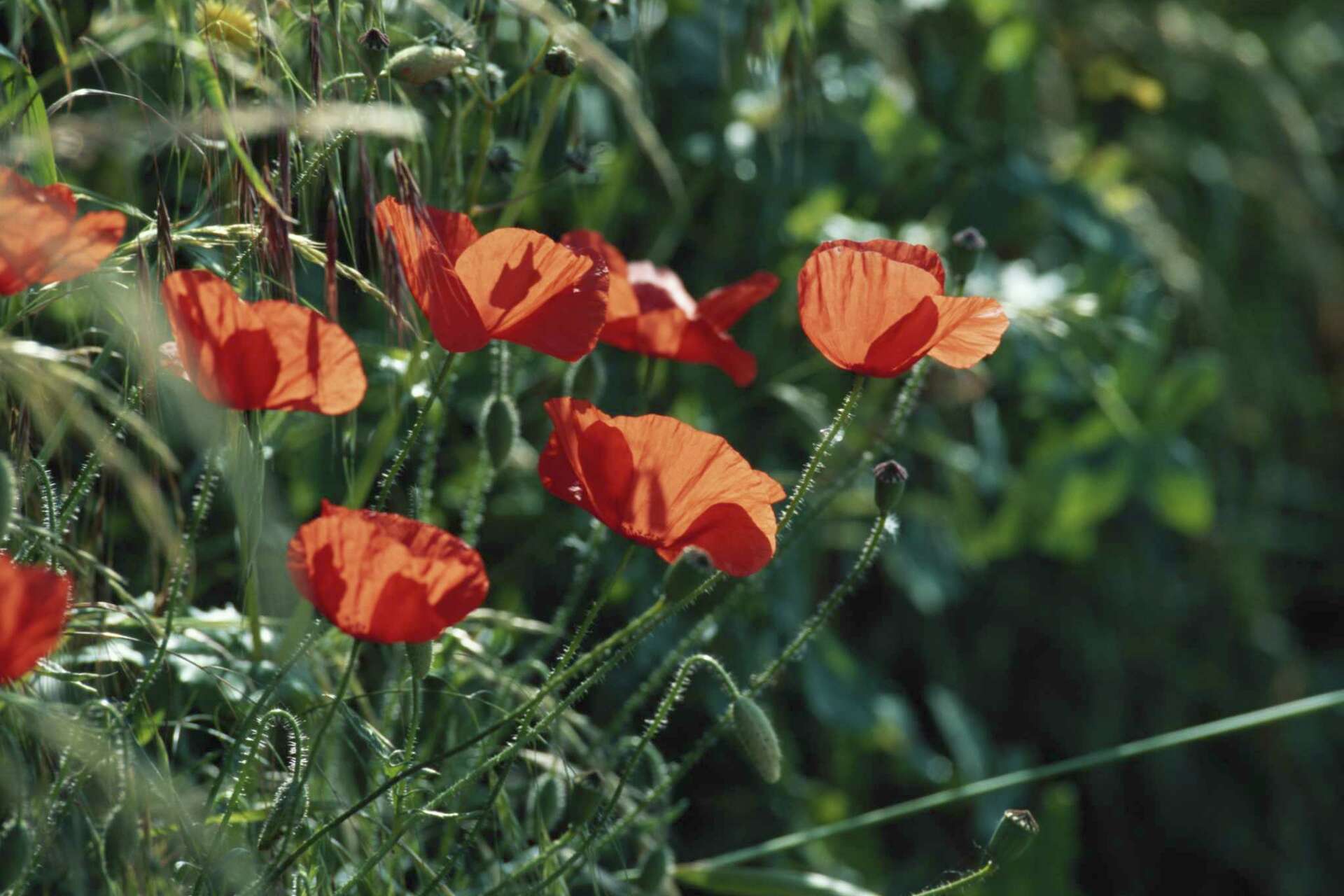 How to Kill Poppy Roots