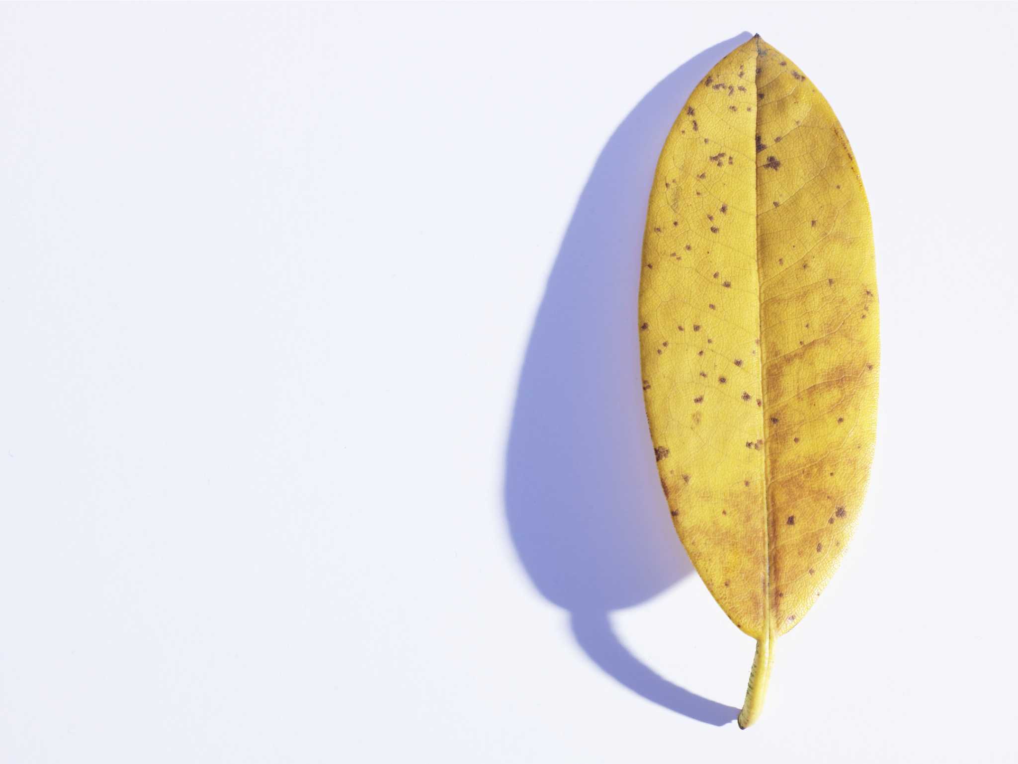 What Kind of Bug Affects Ficus Trees Indoors?