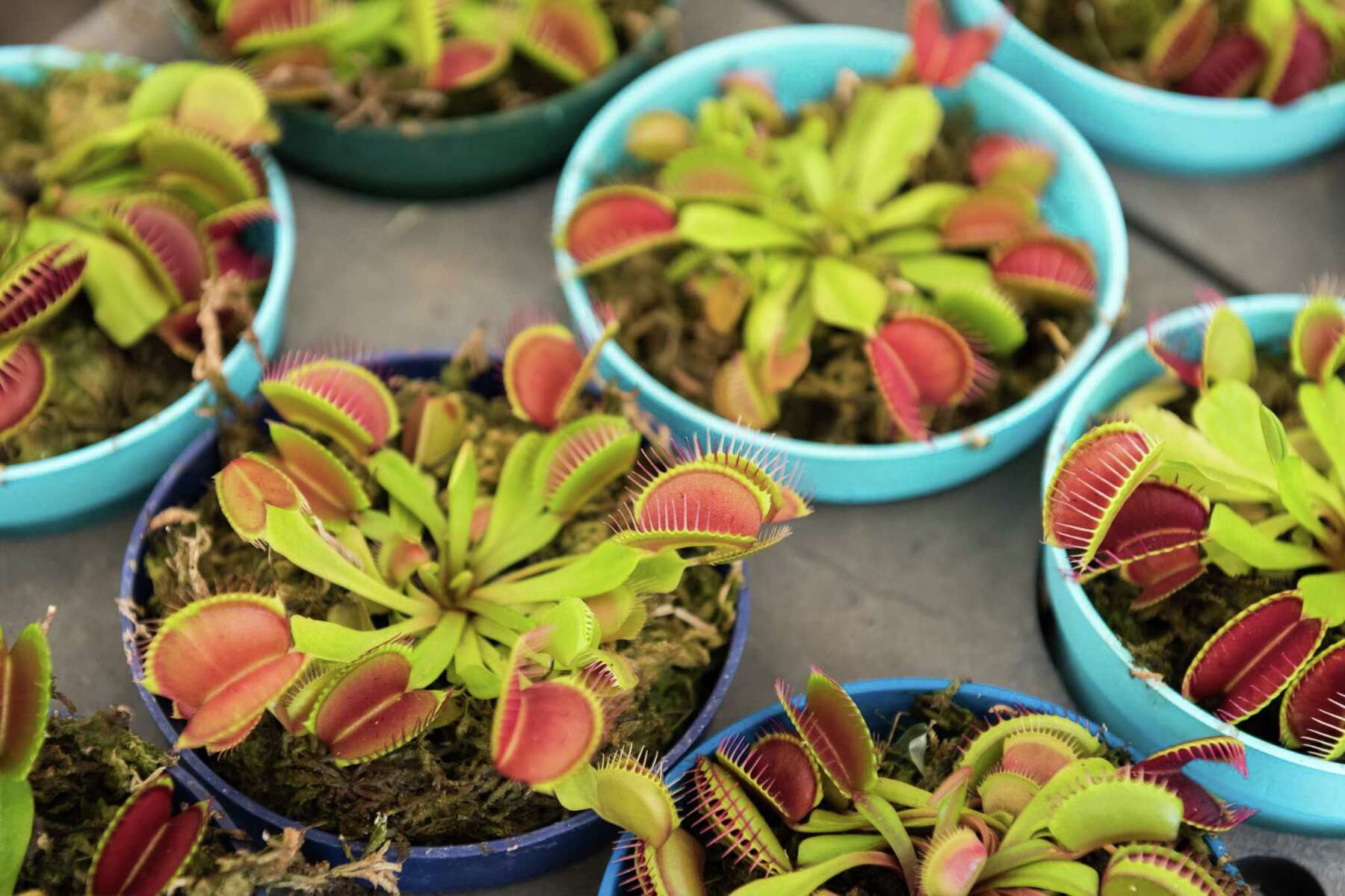 Venus Flytrap Vitamins