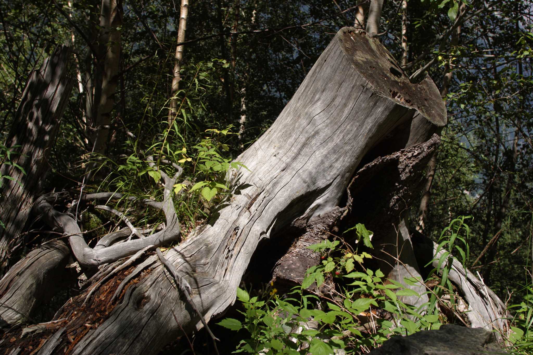 How to Kill a Tree Trunk