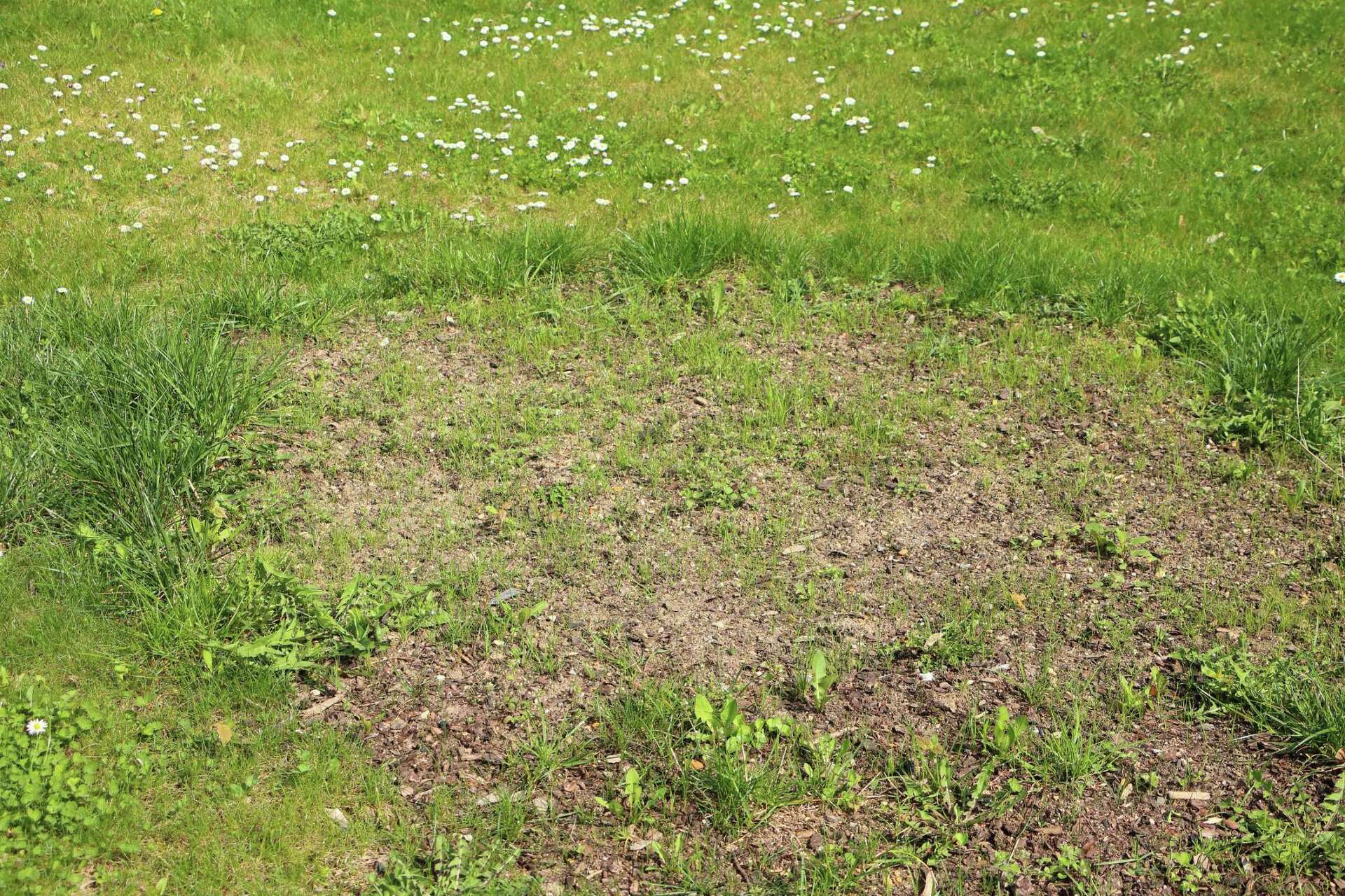 How to Plant Grass Seed in Spring