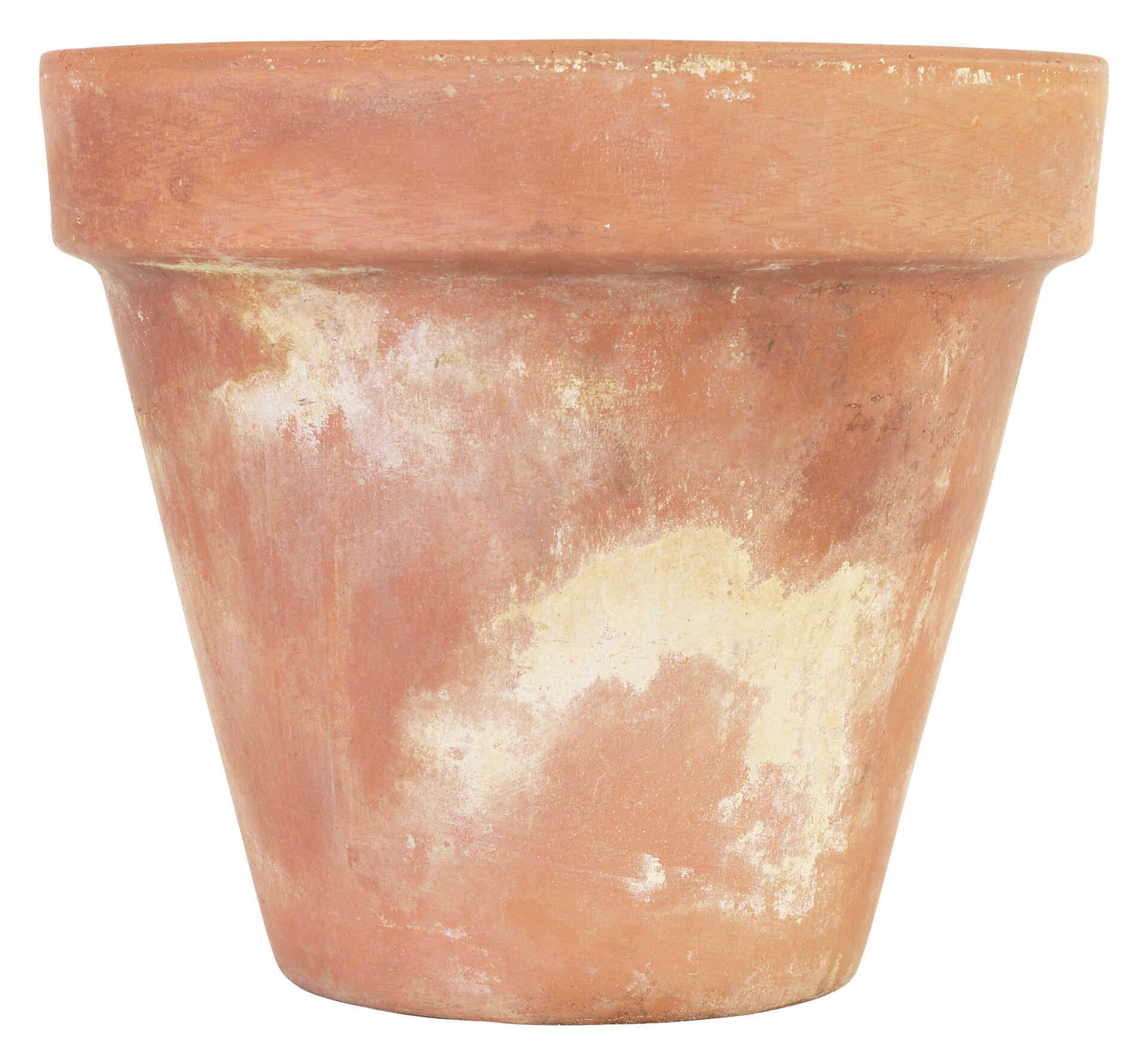 How to Root a Parlor Palm