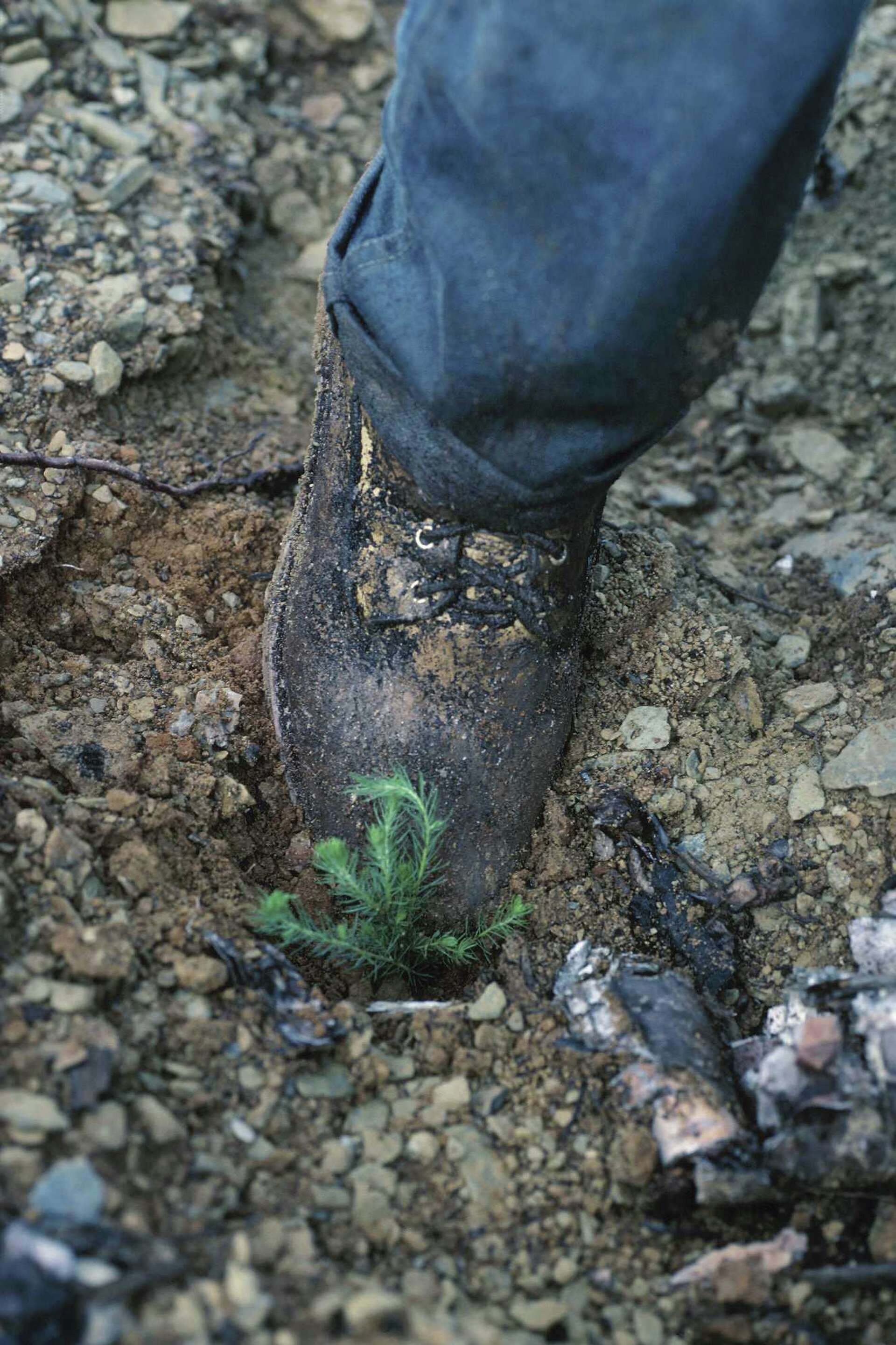 How to Use a Tree Dibble