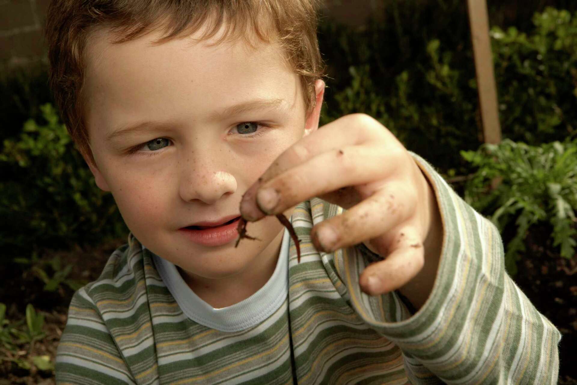 How to Kill Worm Infestations in Lawns