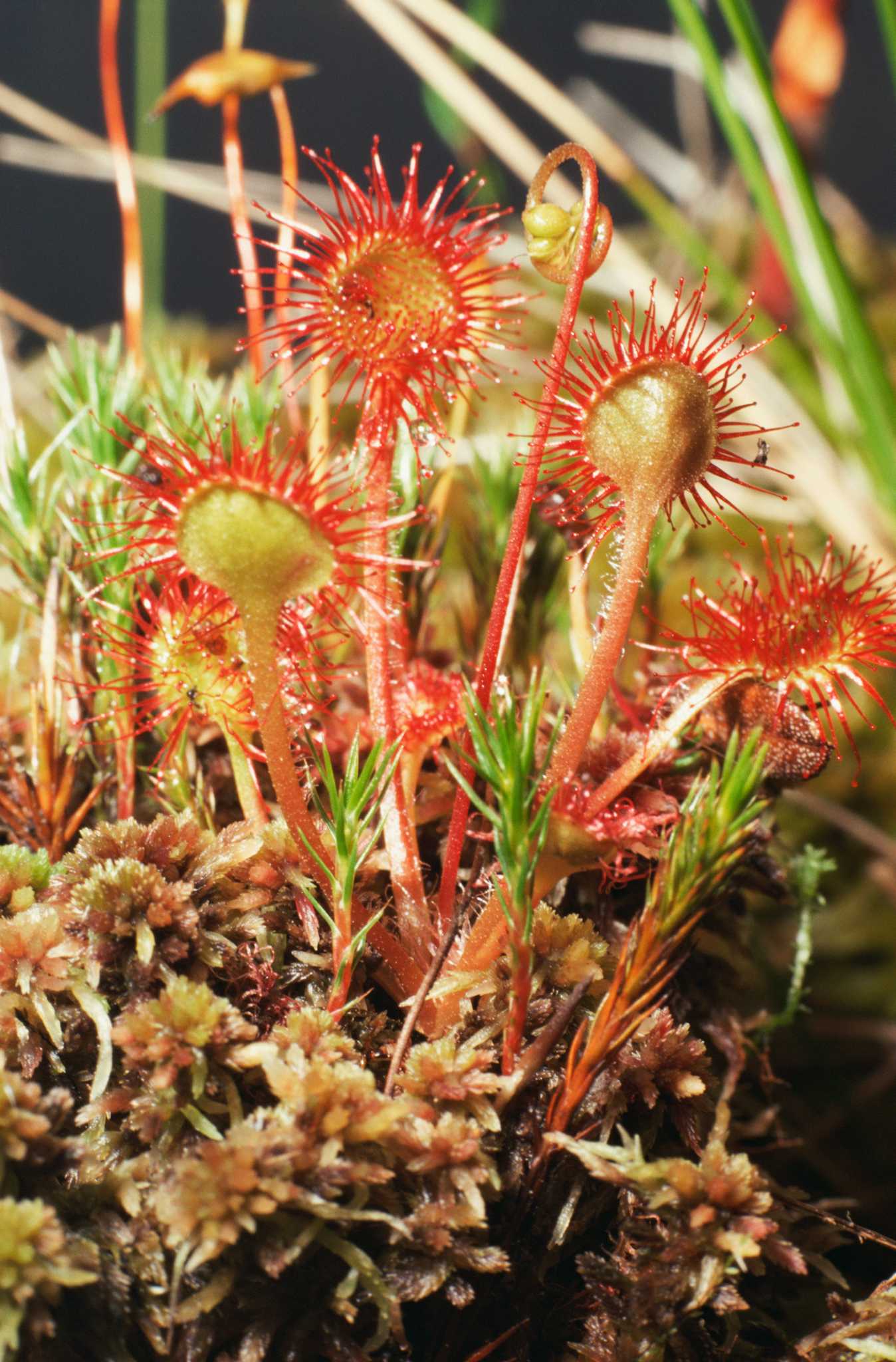 How to Repot a Sundew