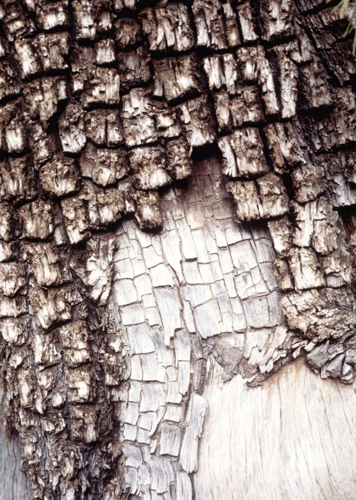 What Kind of Bark Does a Persimmon Tree Have?