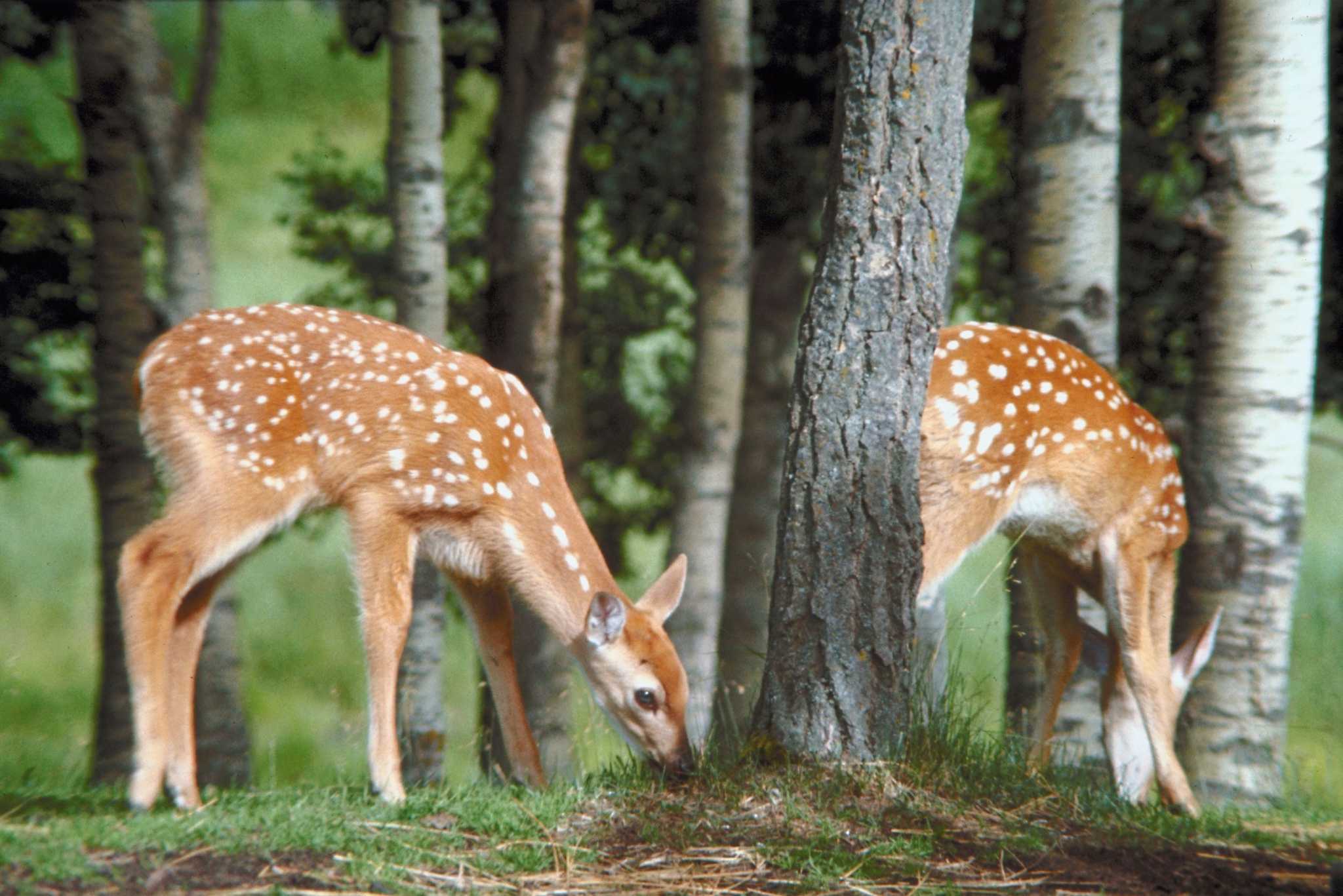 What Kind of Bushes Can I Plant That Deer Like to Eat?