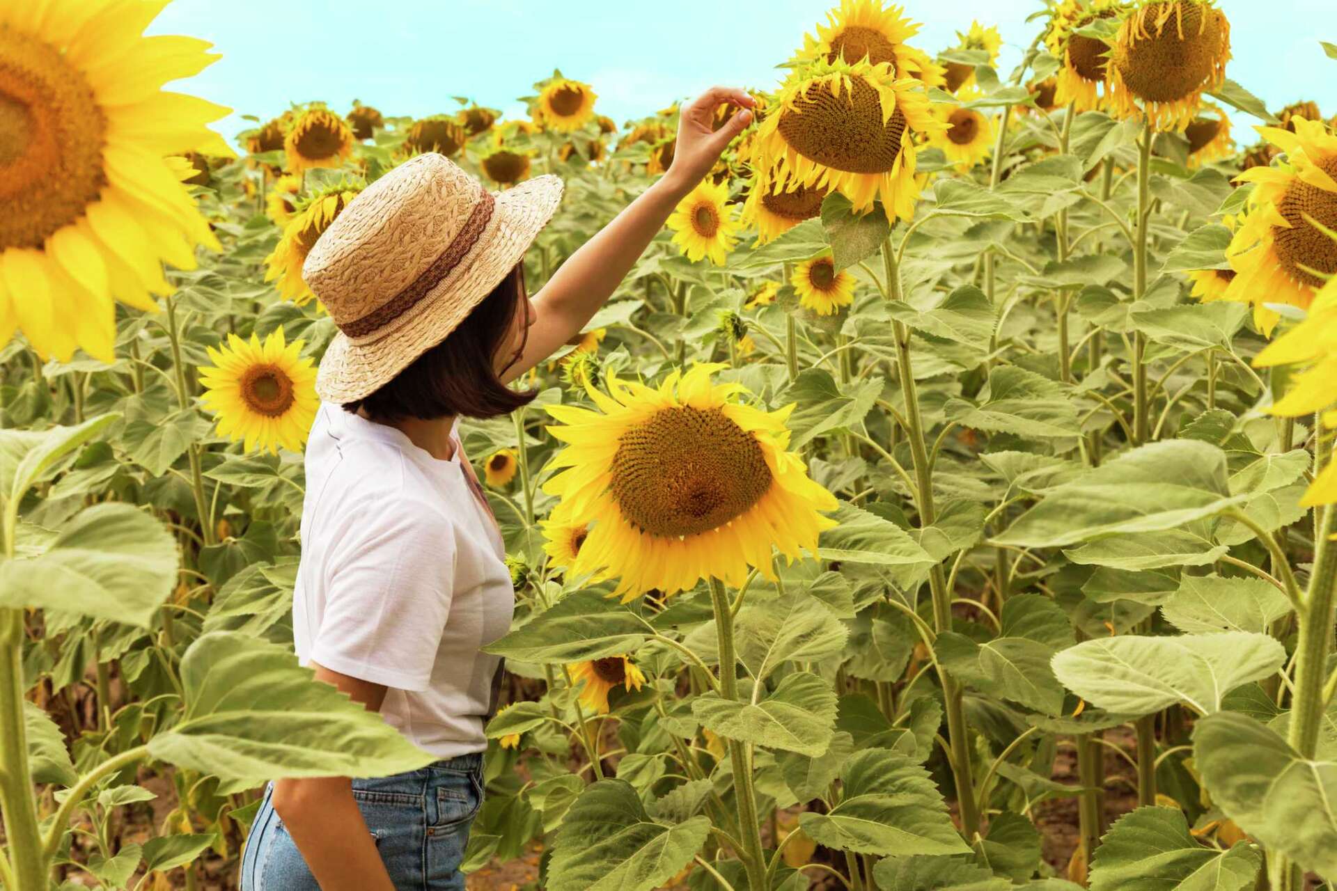 What Kinds of Sunflowers Are Best to Plant for Eating?