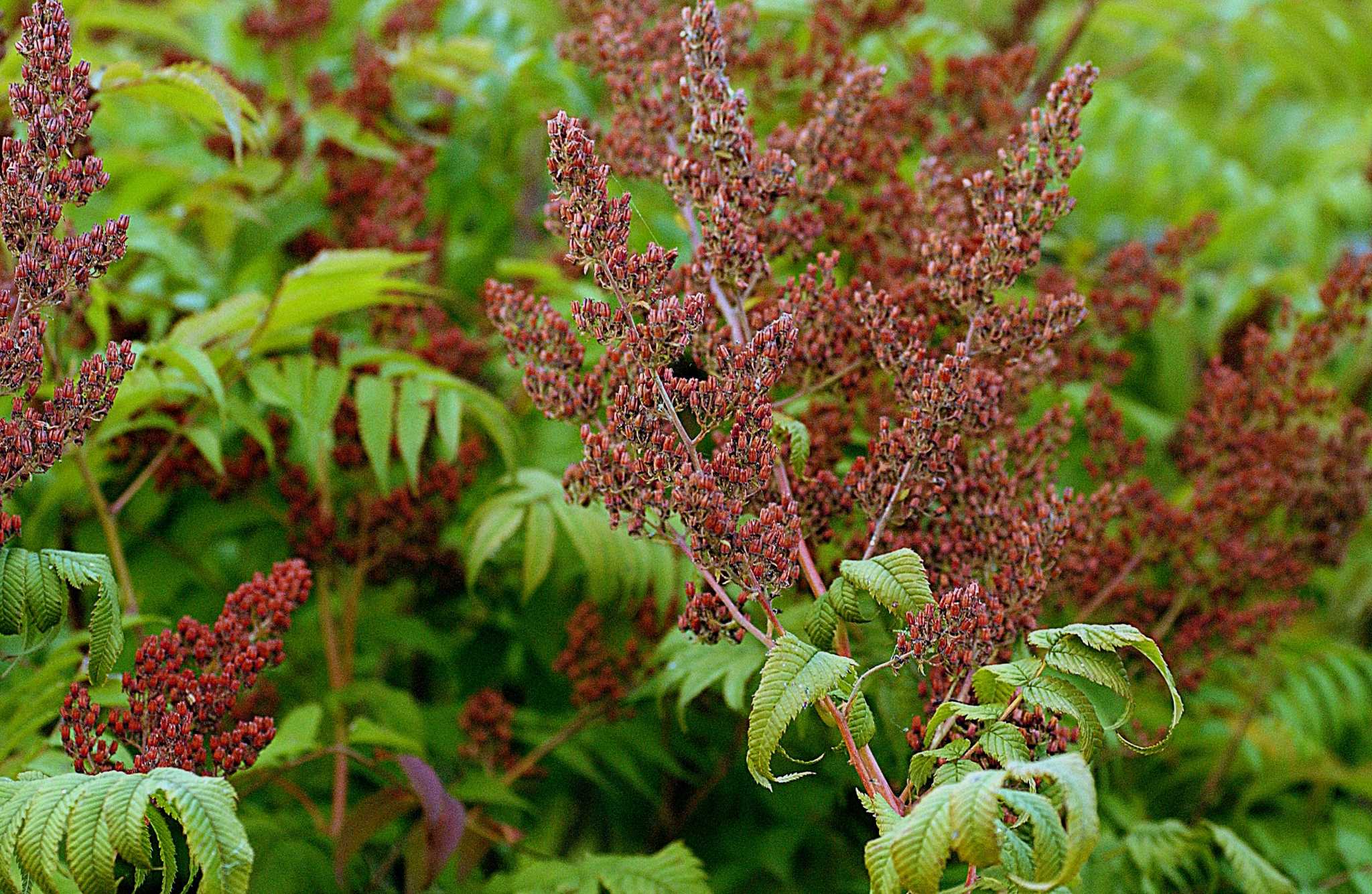 When to Prune Tiger Eyes Staghorn Sumac?