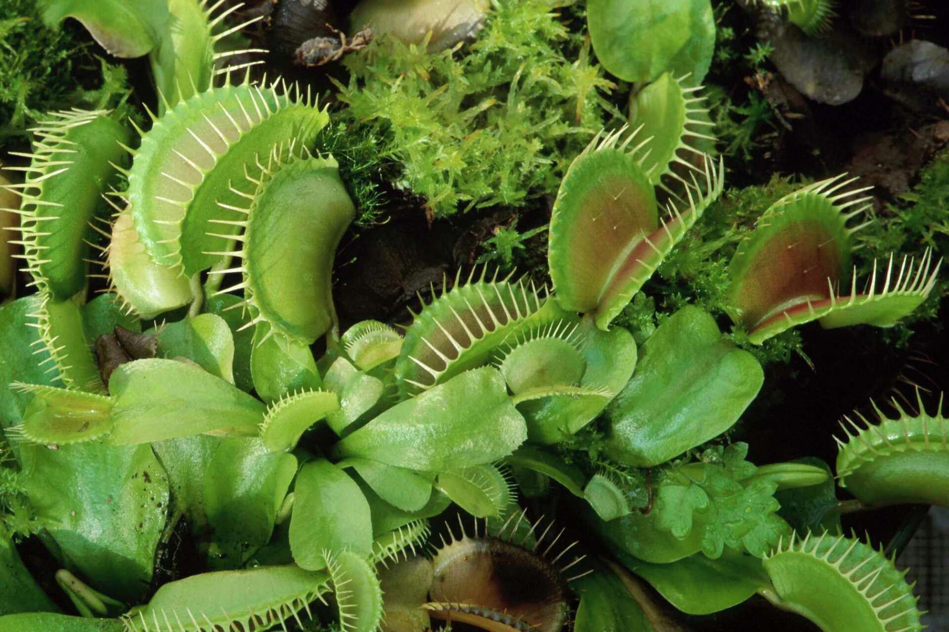 What Kind of Structure Does a Venus Flytrap Have?
