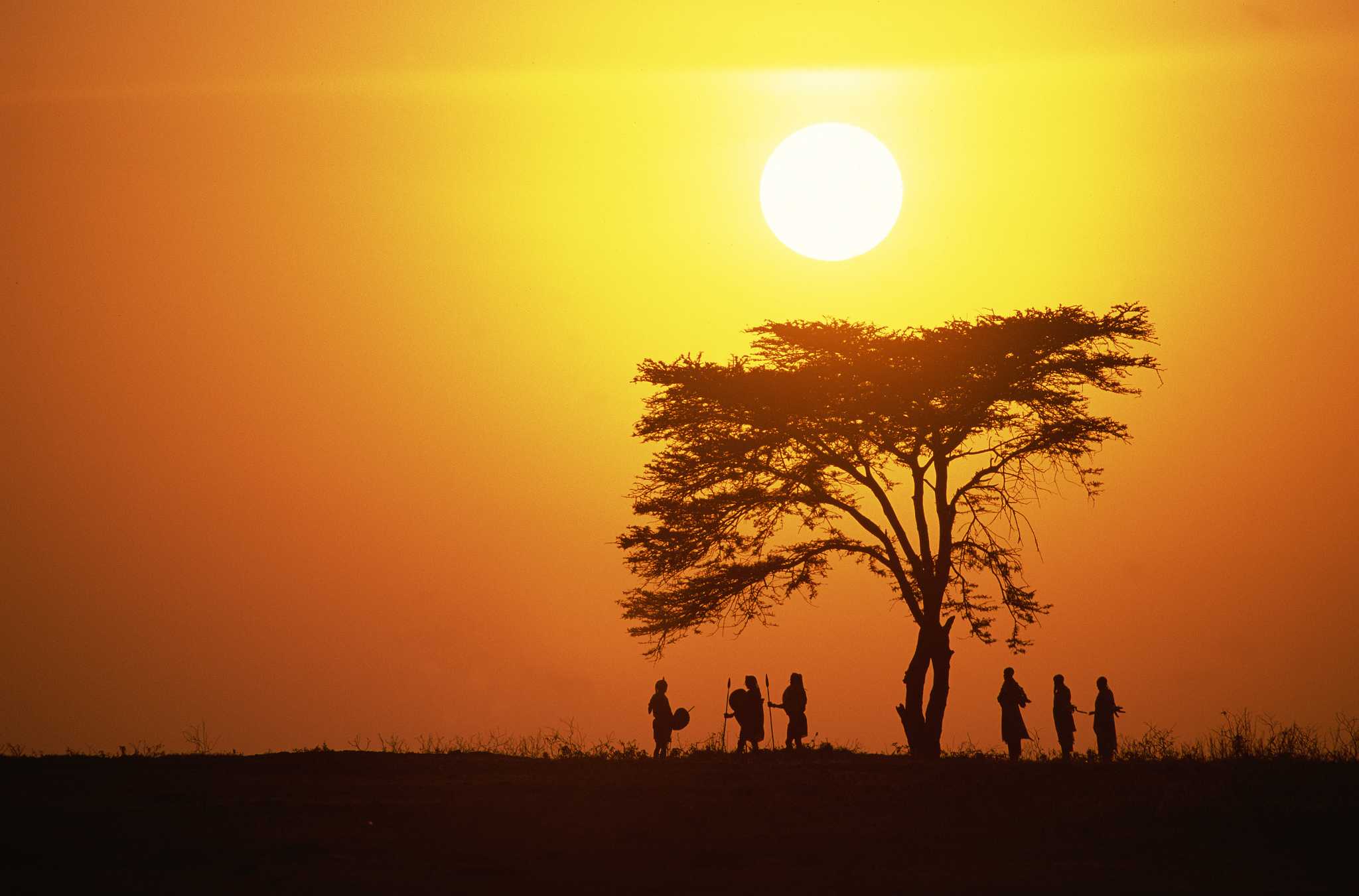 What Kind of Tree Is an Umbrella Mimosa?