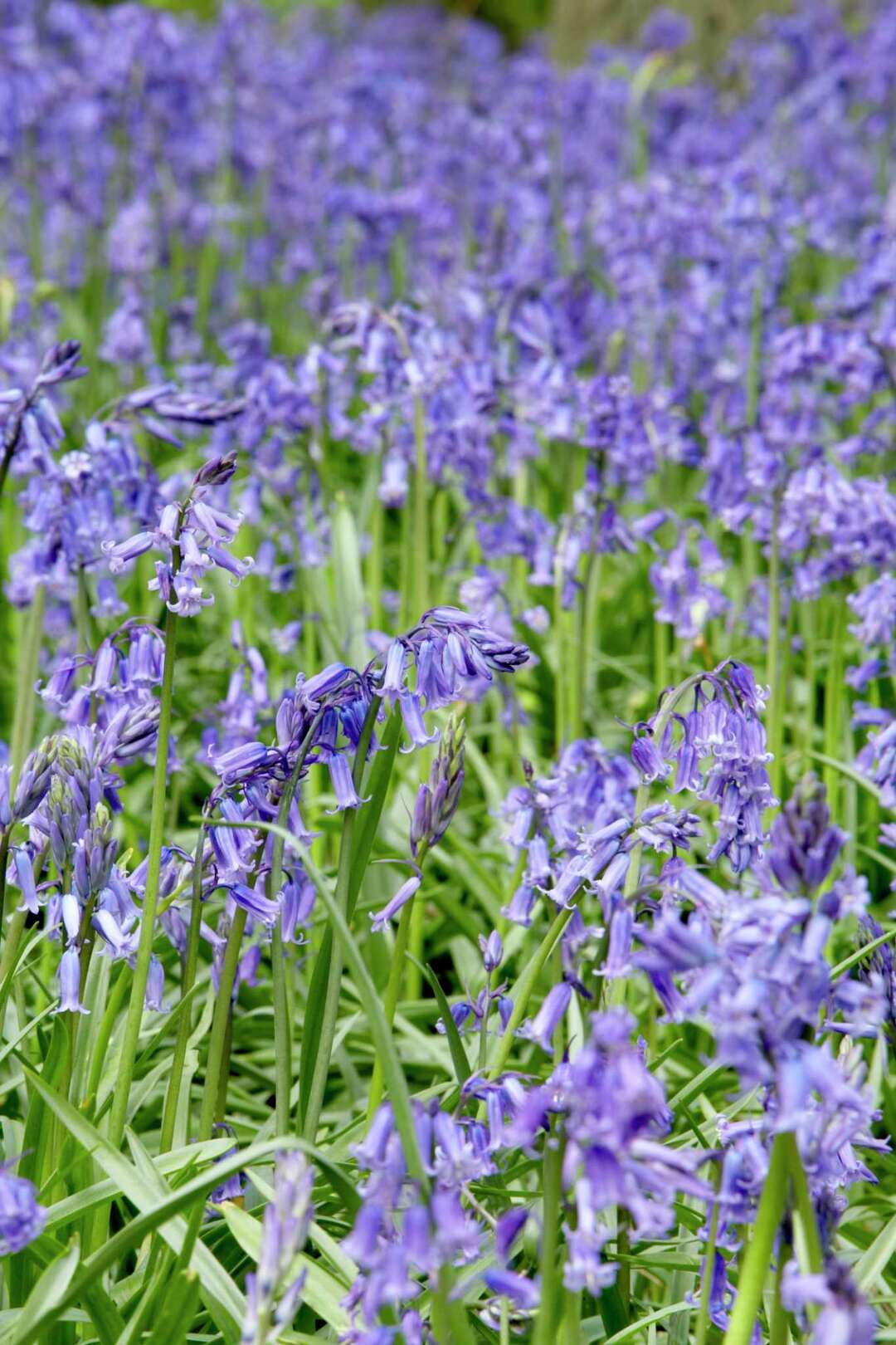 Any Known Pests of Lavender Plants