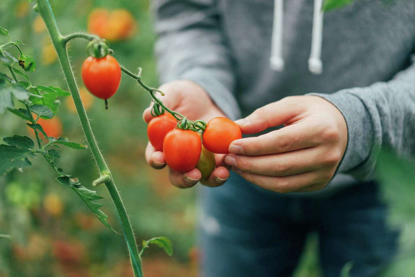 How to Reverse Nitrogen Burn on Tomato Plants
