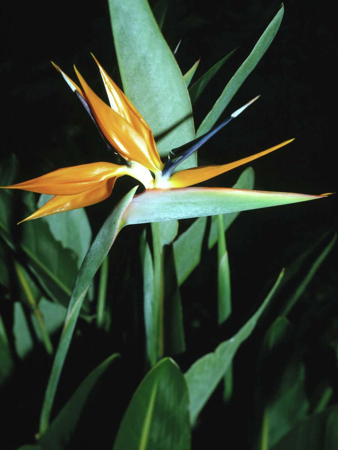 Types of Pointy Flowers