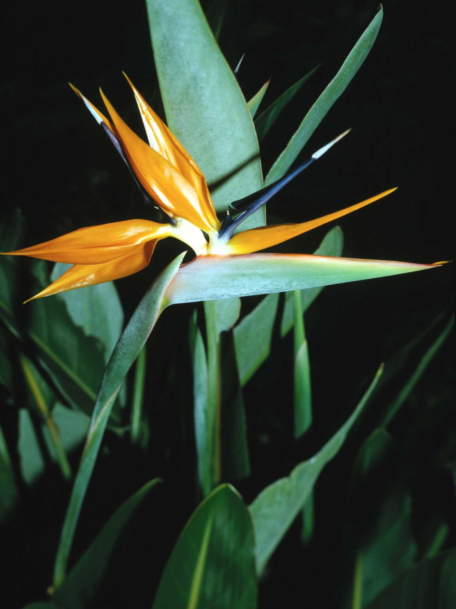 Types of Pointy Flowers