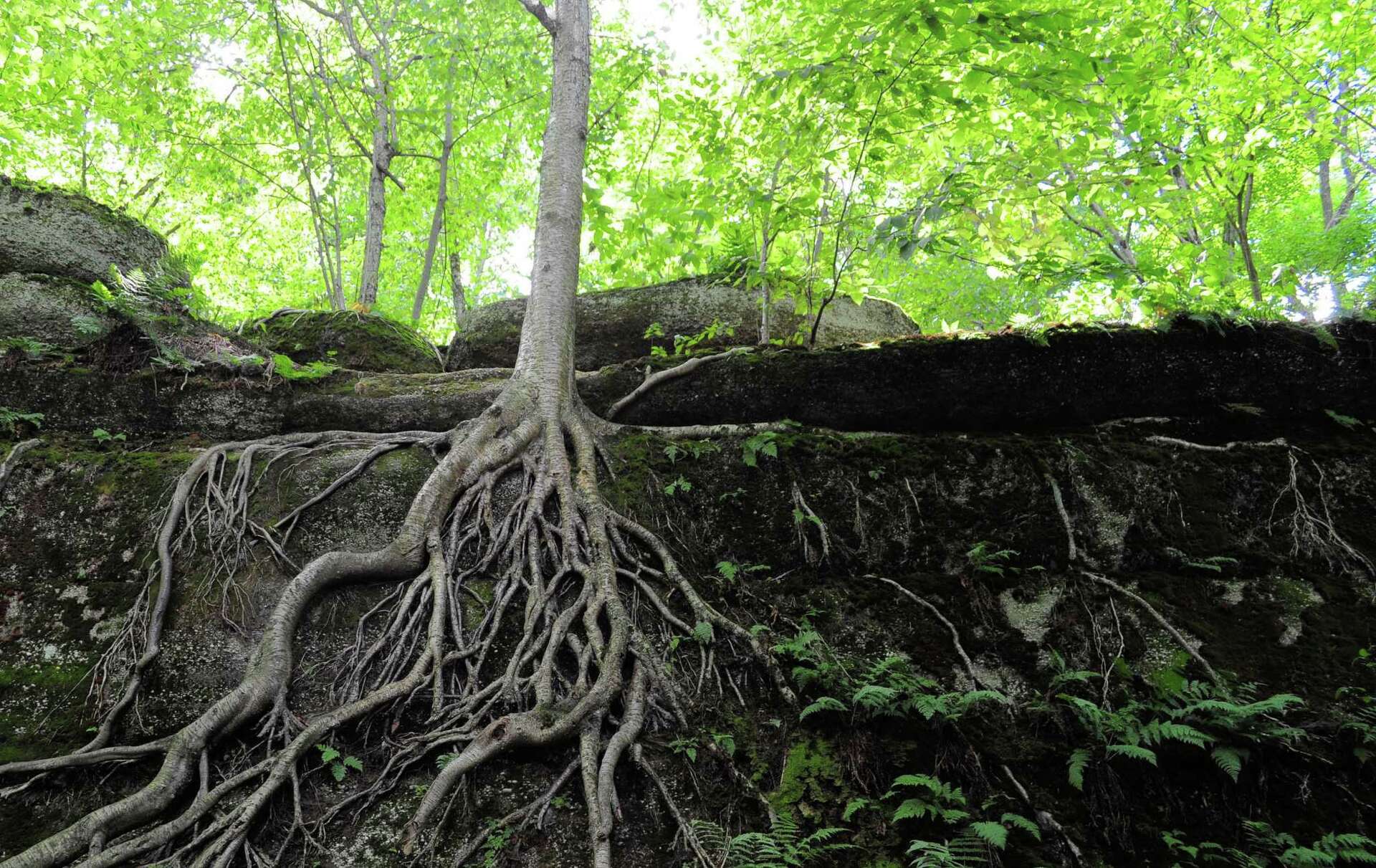 How to Landscape Around Tree Trunks & Roots