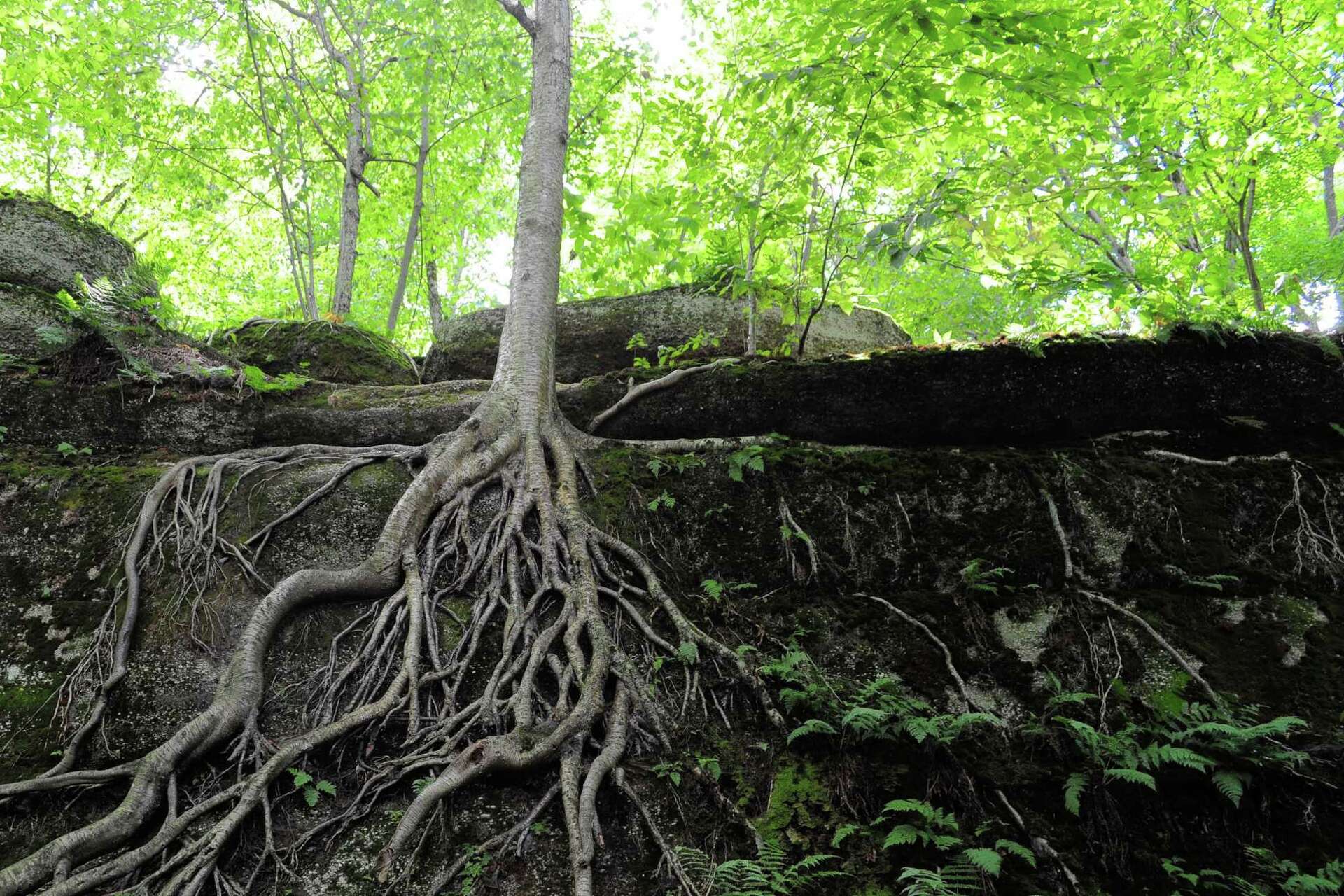 How to Landscape Around Tree Trunks & Roots