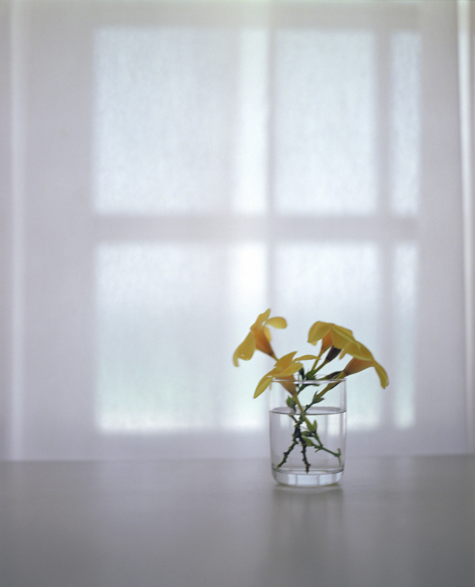 How to Rewind a Window Shade