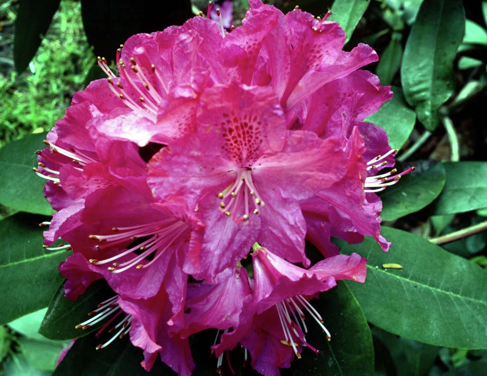 Rhododendron Germination