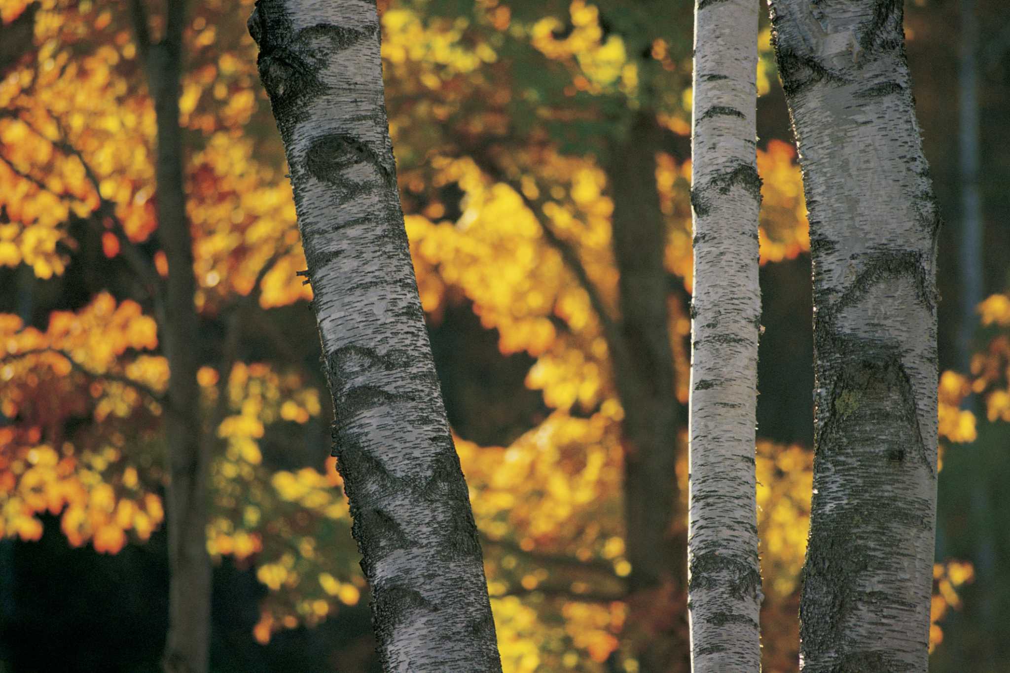 Landscape Design Using River Birch Trees