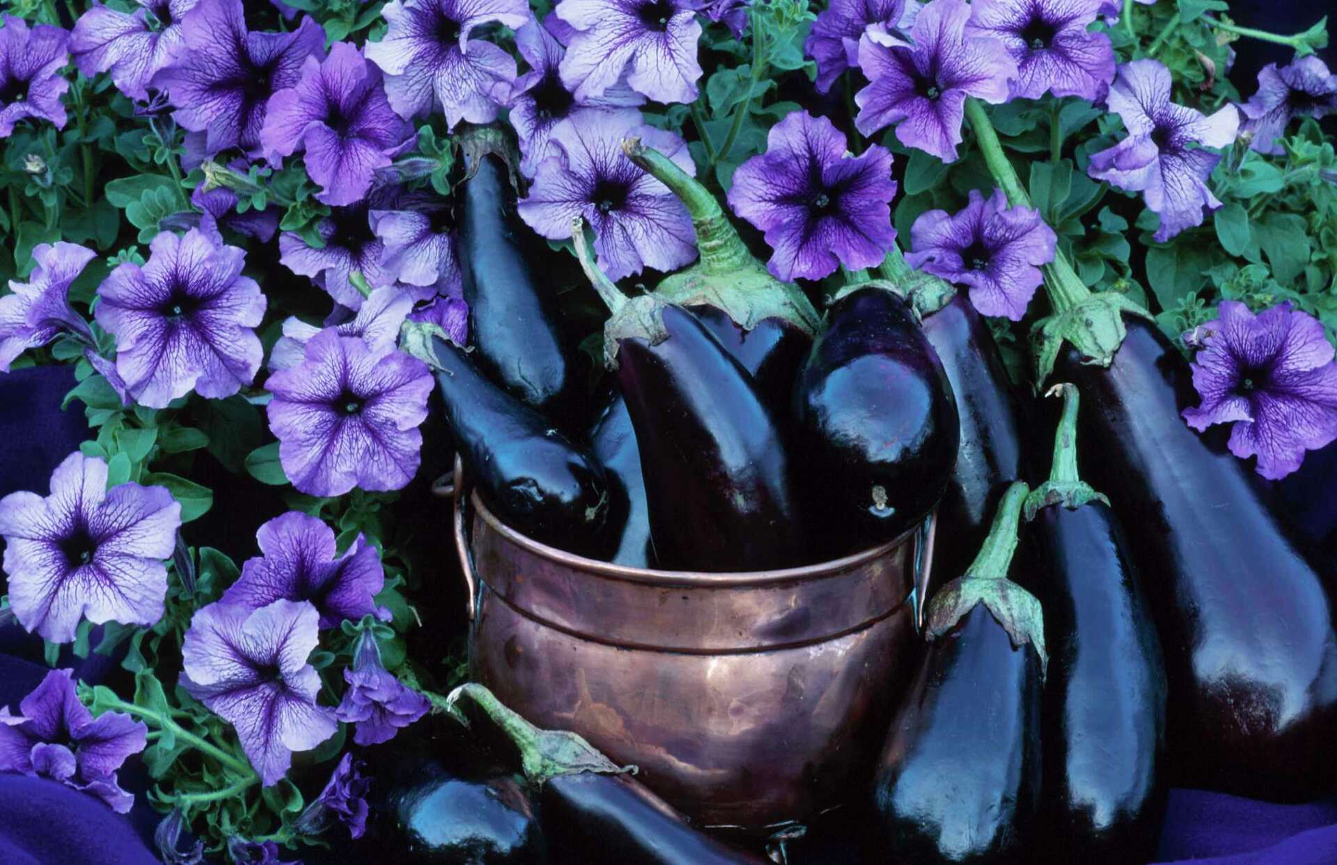 How to Get Rid of Aphids on Petunias