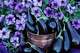 How to Get Rid of Aphids on Petunias