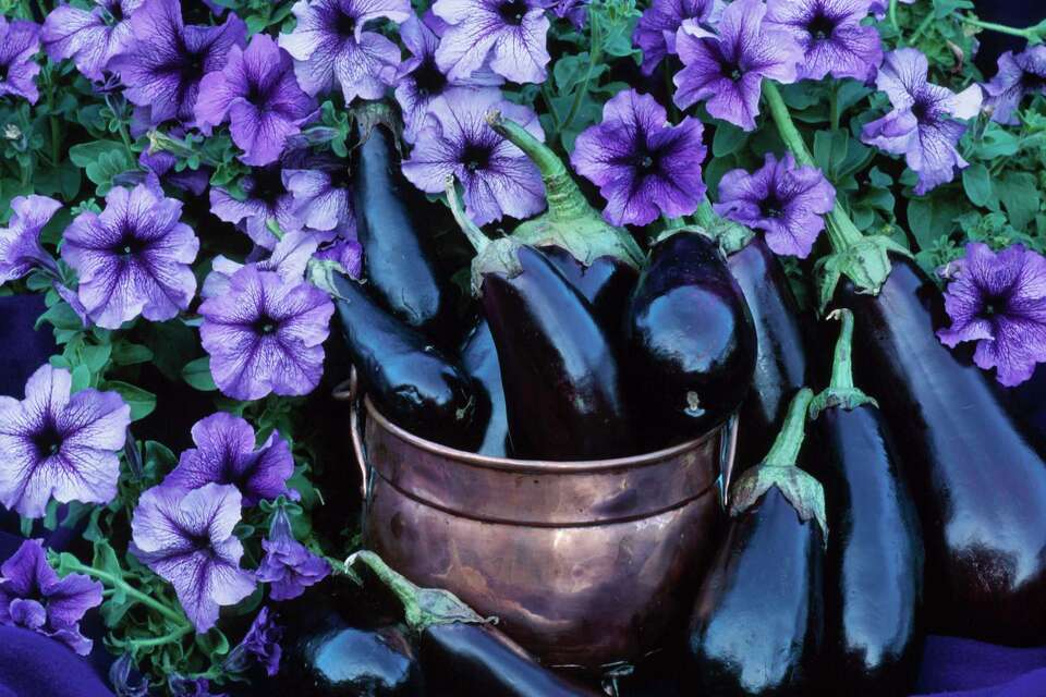 How to Get Rid of Aphids on Petunias