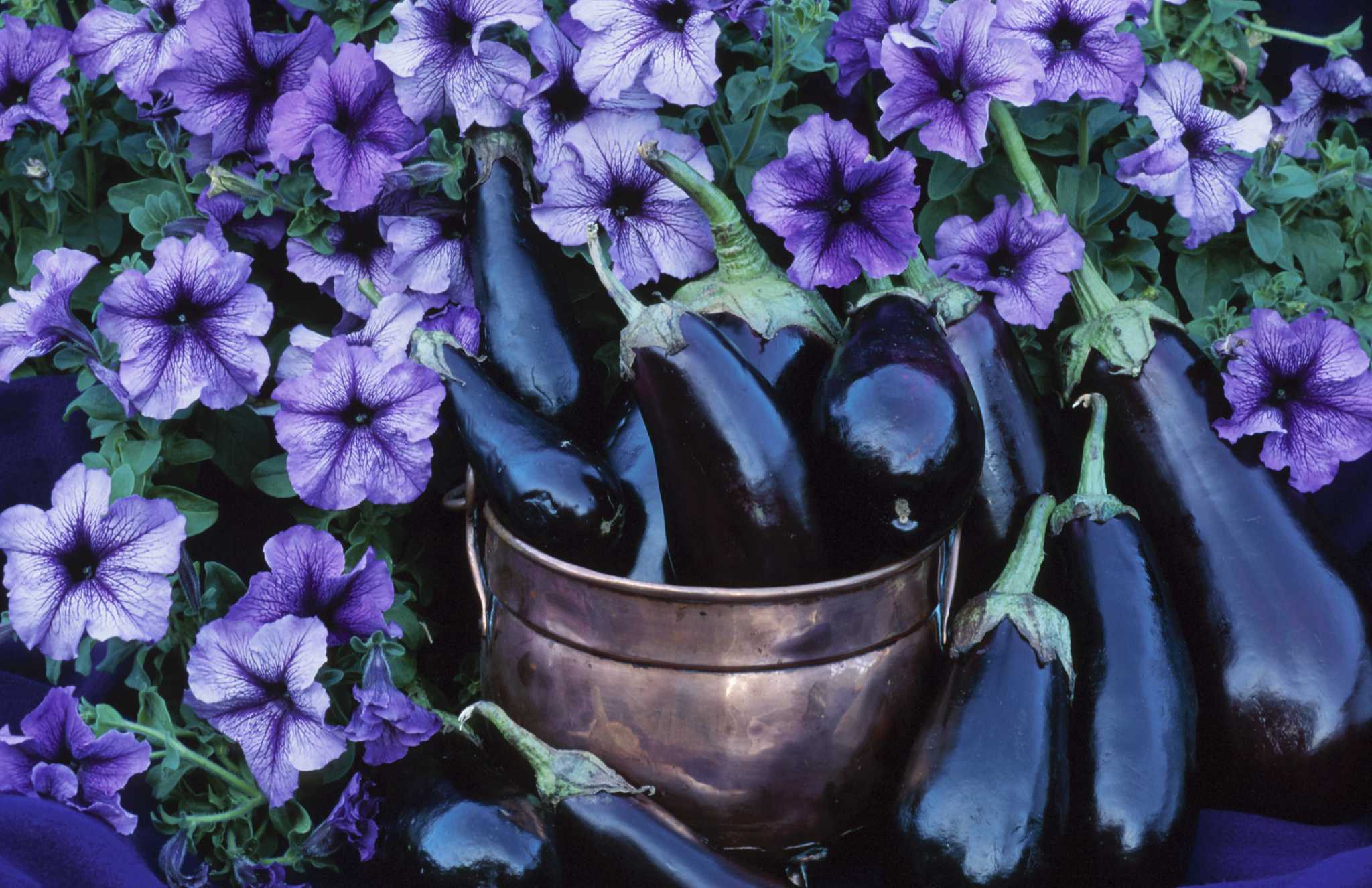 How to Get Rid of Aphids on Petunias