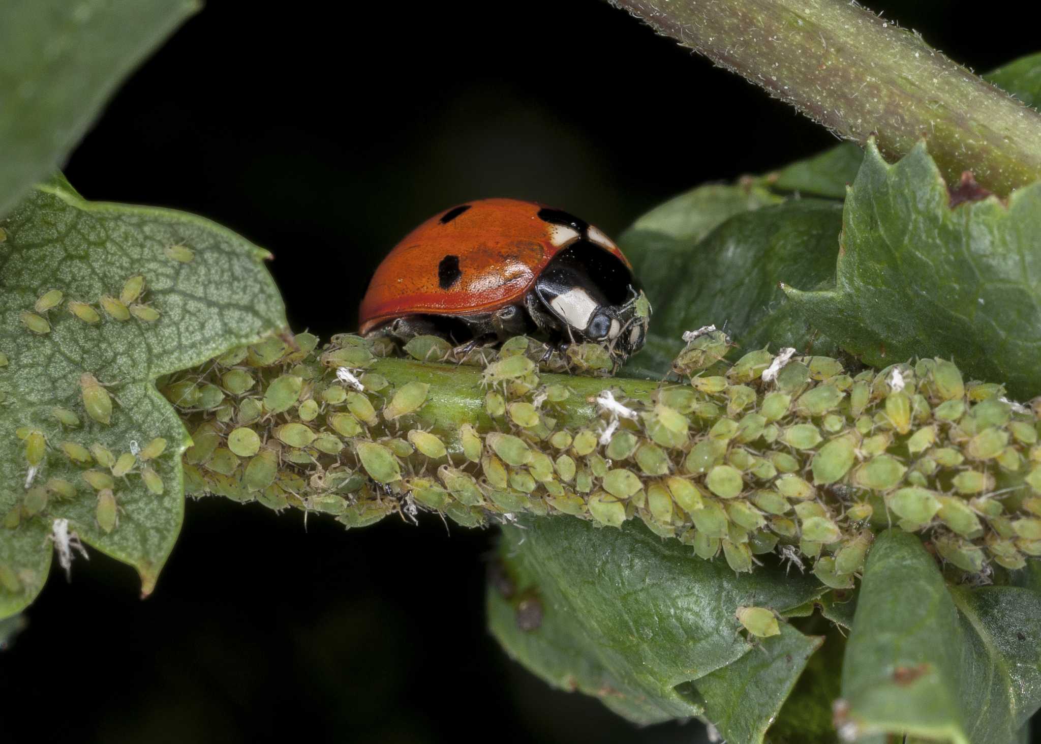 How to Get Rid of Aphids & Thrips