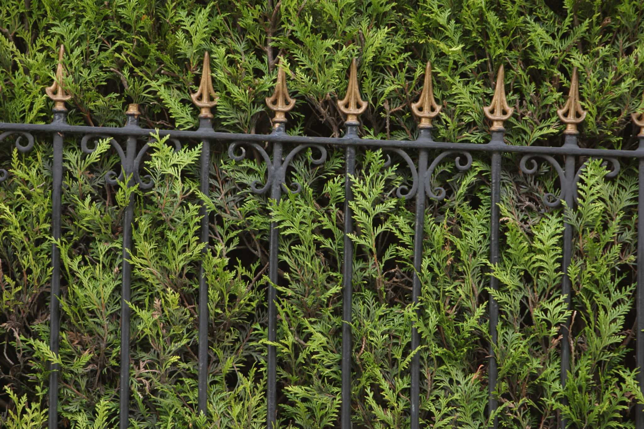 How to Landscape with a Hedge Fence