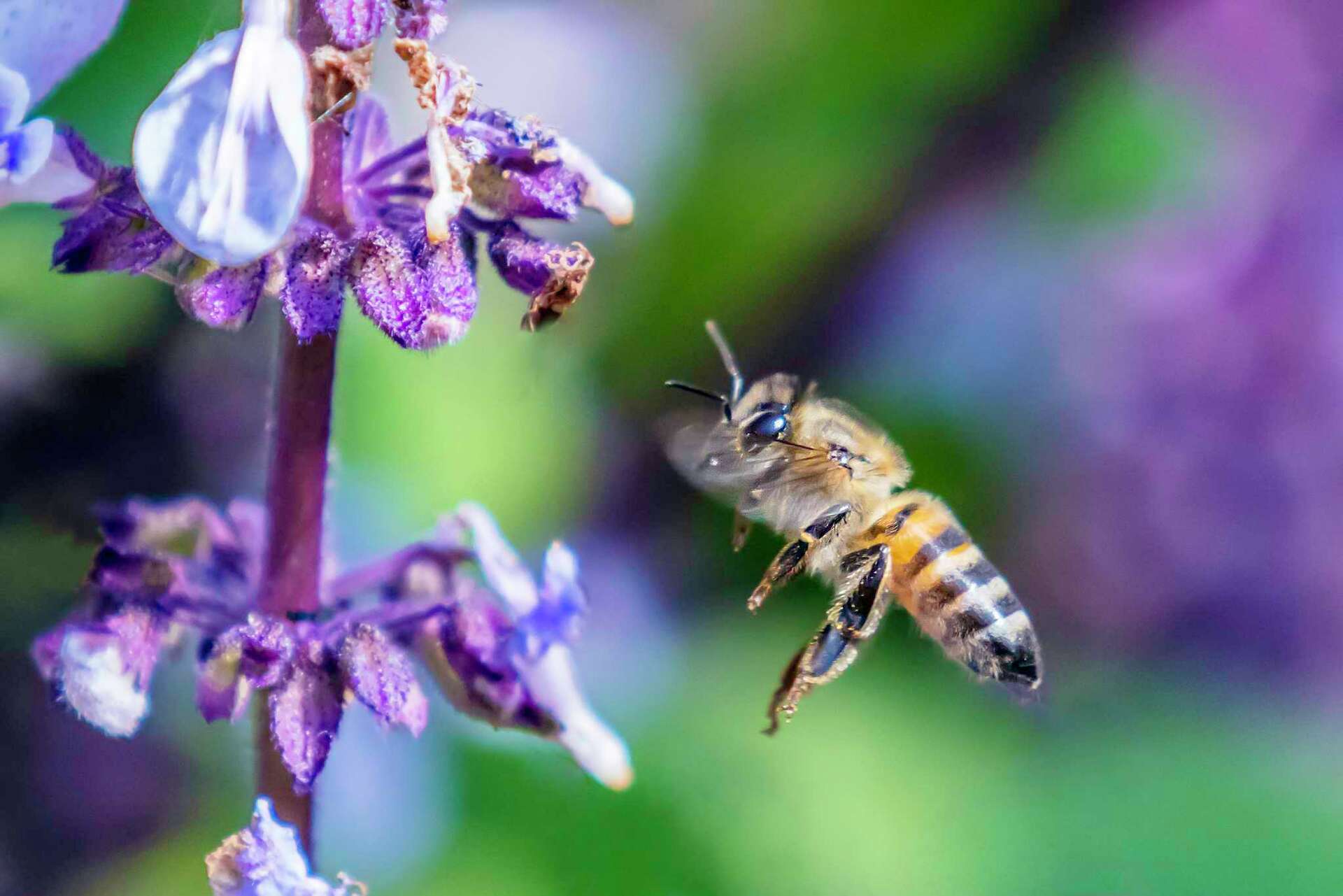 How to Get Rid of Bees in Bushes