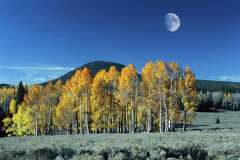 How to Get Rid of Cedar-Quince Rust