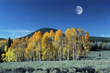 How to Get Rid of Cedar-Quince Rust