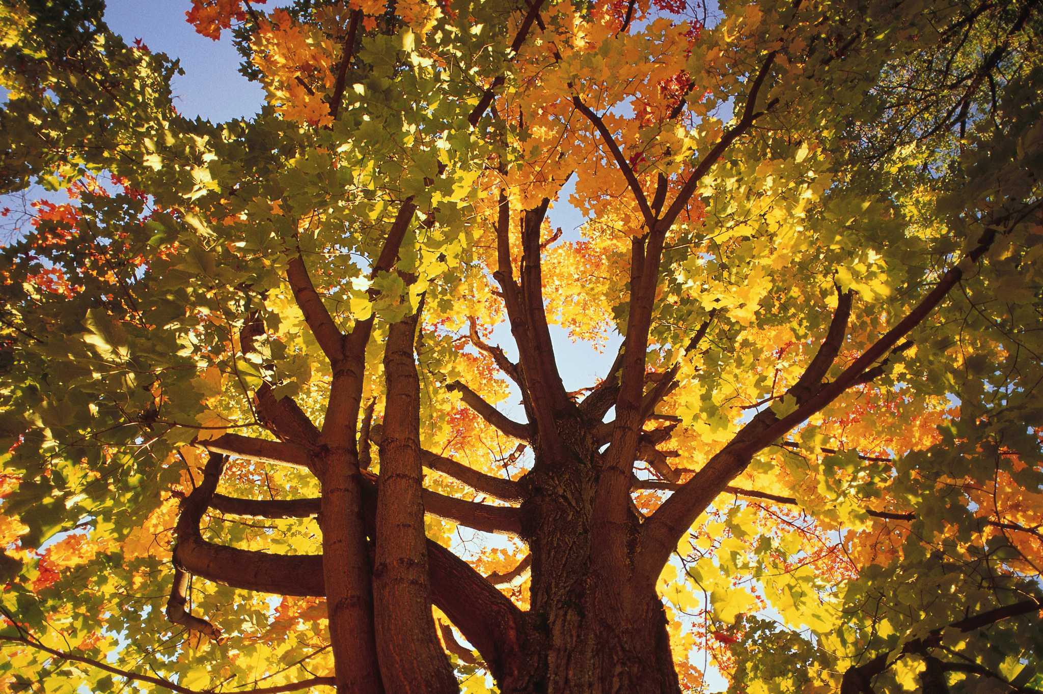Landscape Surrounding Maple Trees