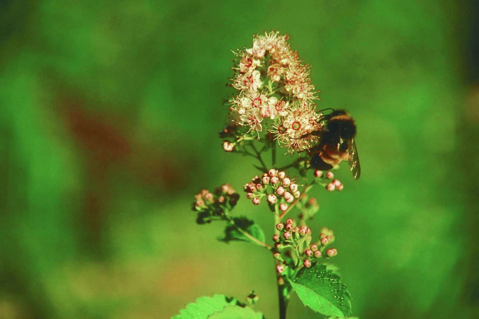 How to Propagate False Spirea