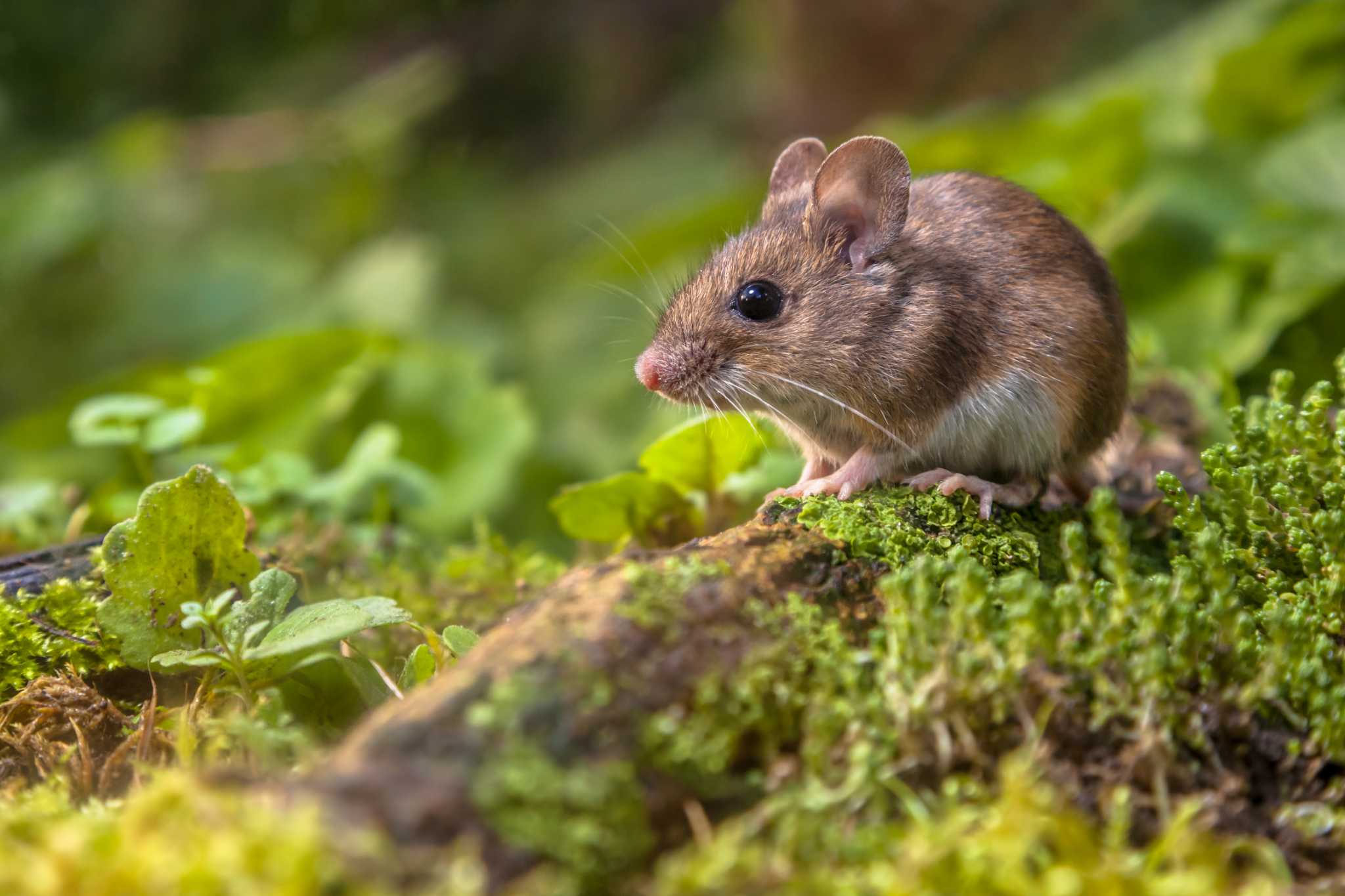 How To Get Rid Of Field Mice Naturally How To Get Rid Of Field Mice Naturally