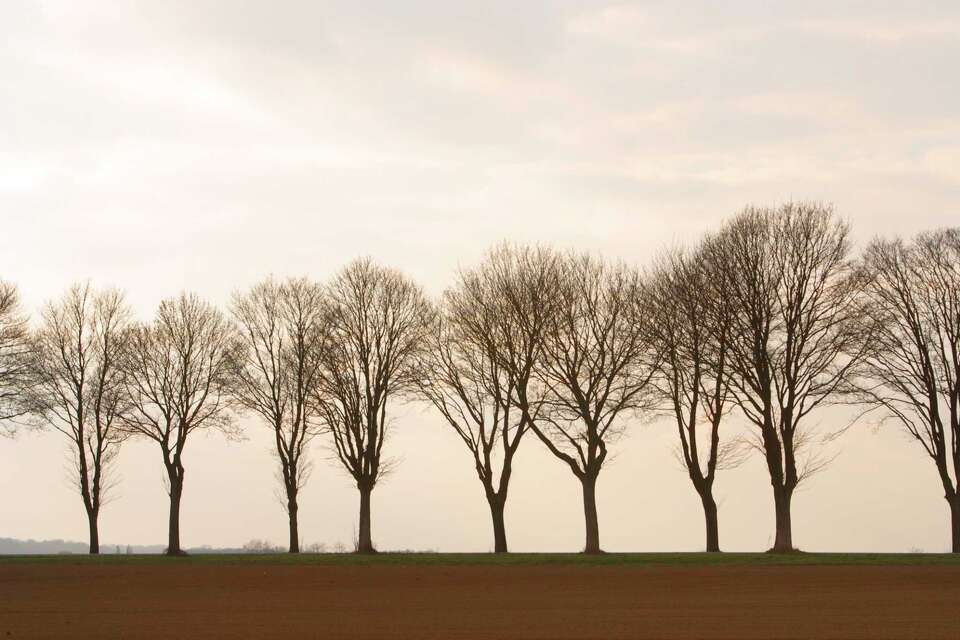 How to Landscape With Tree Groupings