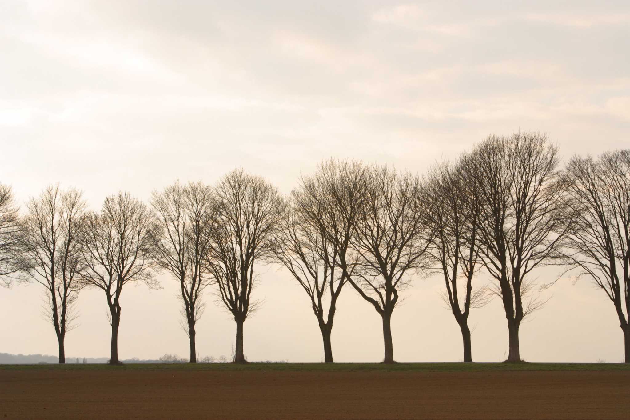 How to Landscape With Tree Groupings