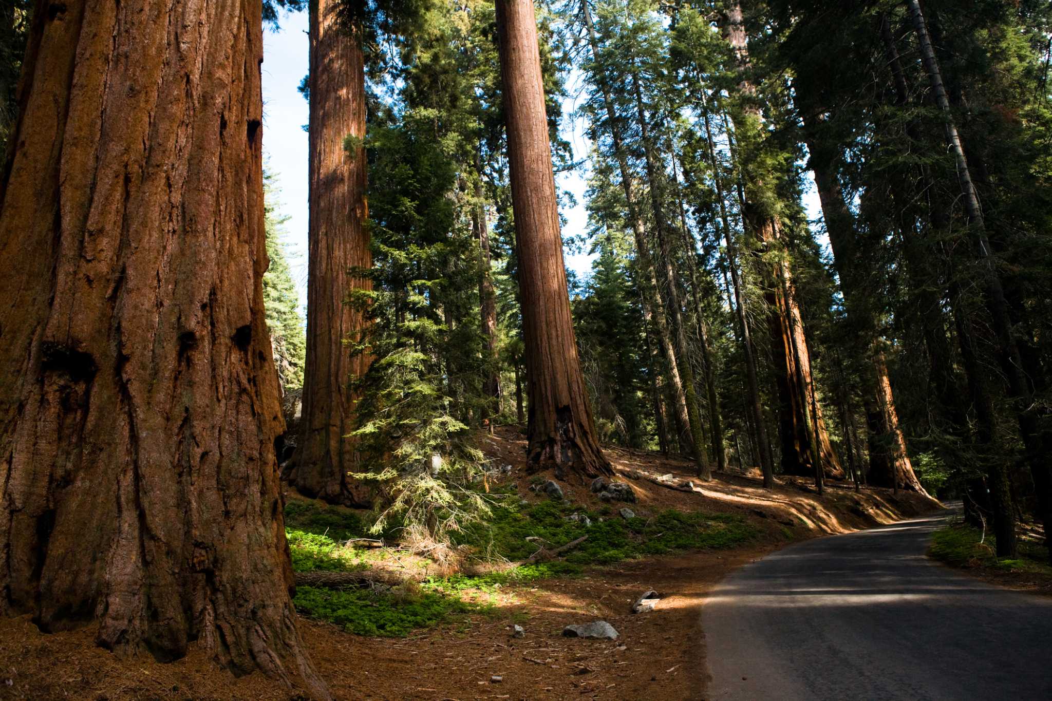Landscape Use of a Giant Sequoia