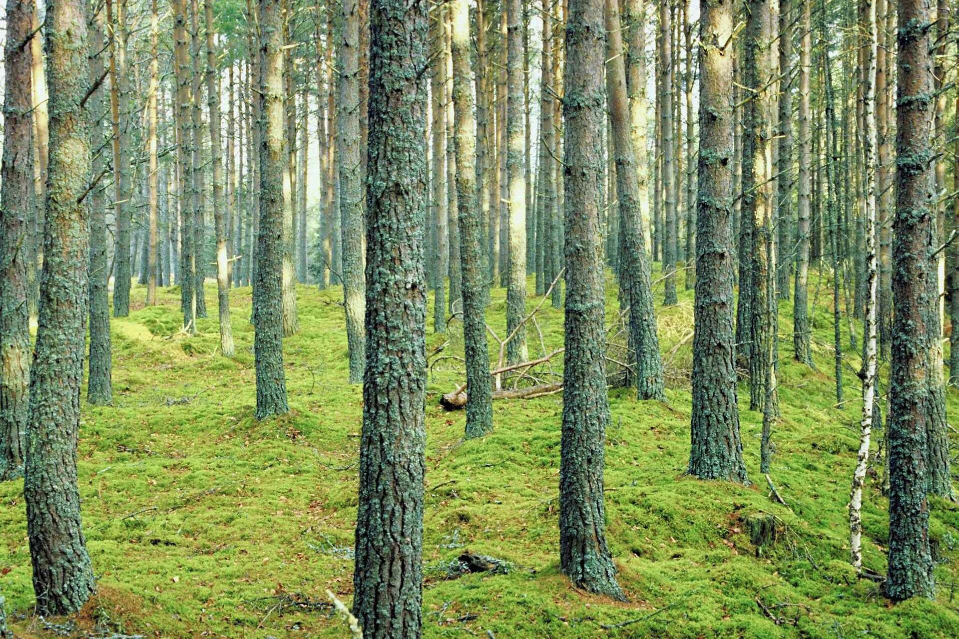 How to Landscape Using Scottish Moss