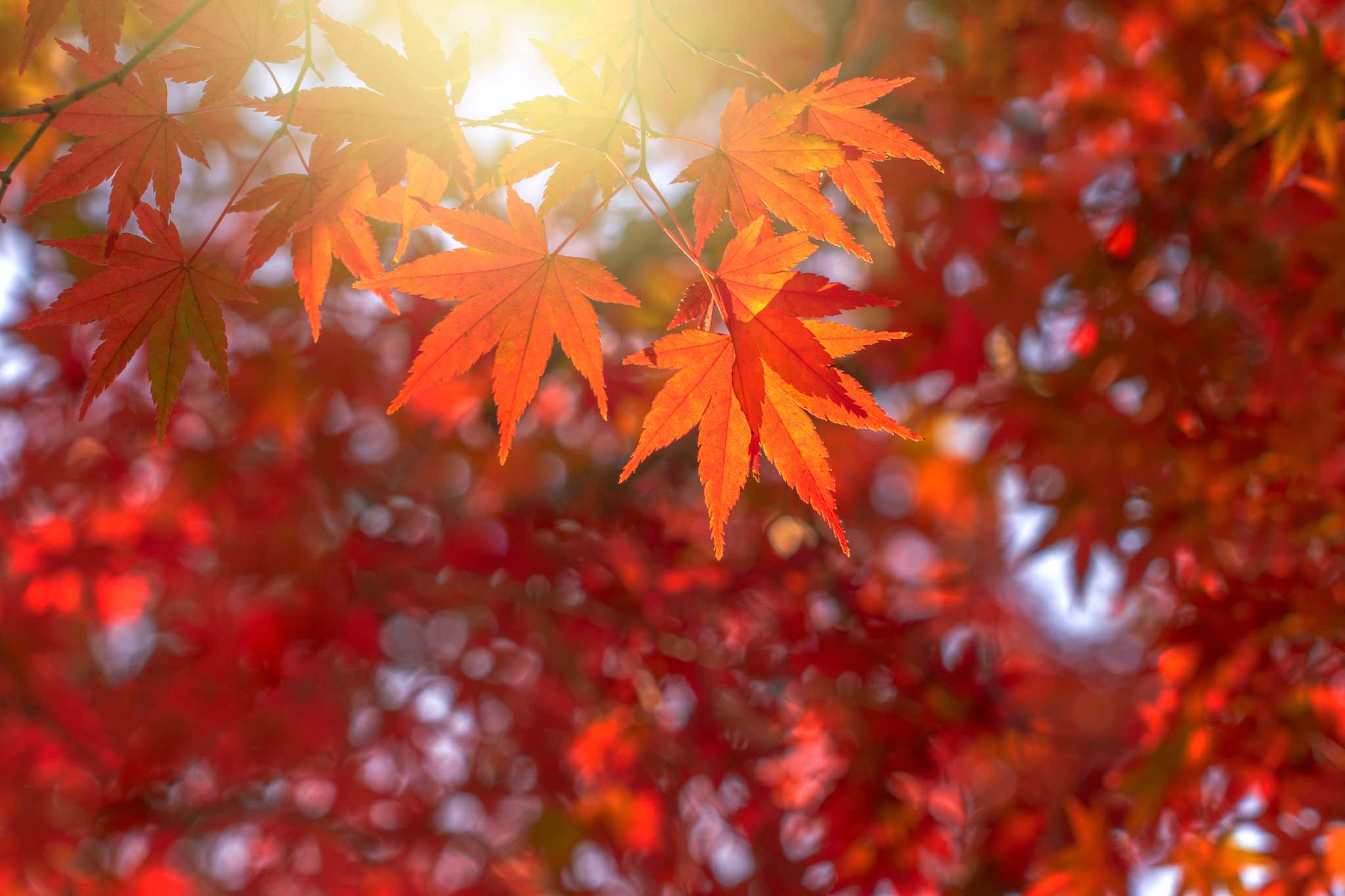 How to Get Rid of Gall Mites on Red Maples